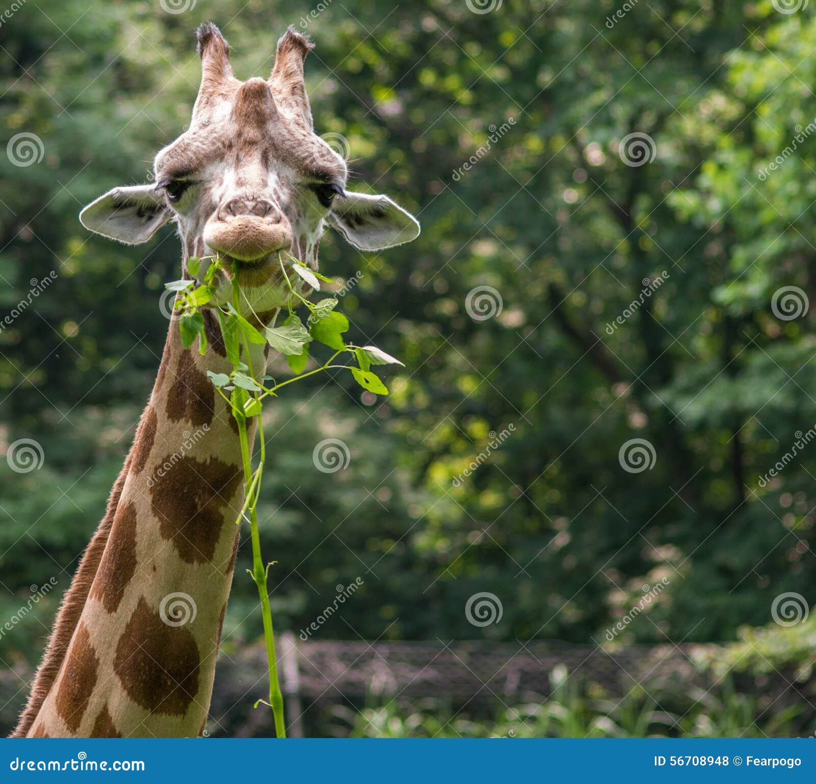 Giraffe Looks into the Camera Stock Photo - Image of south, africa ...