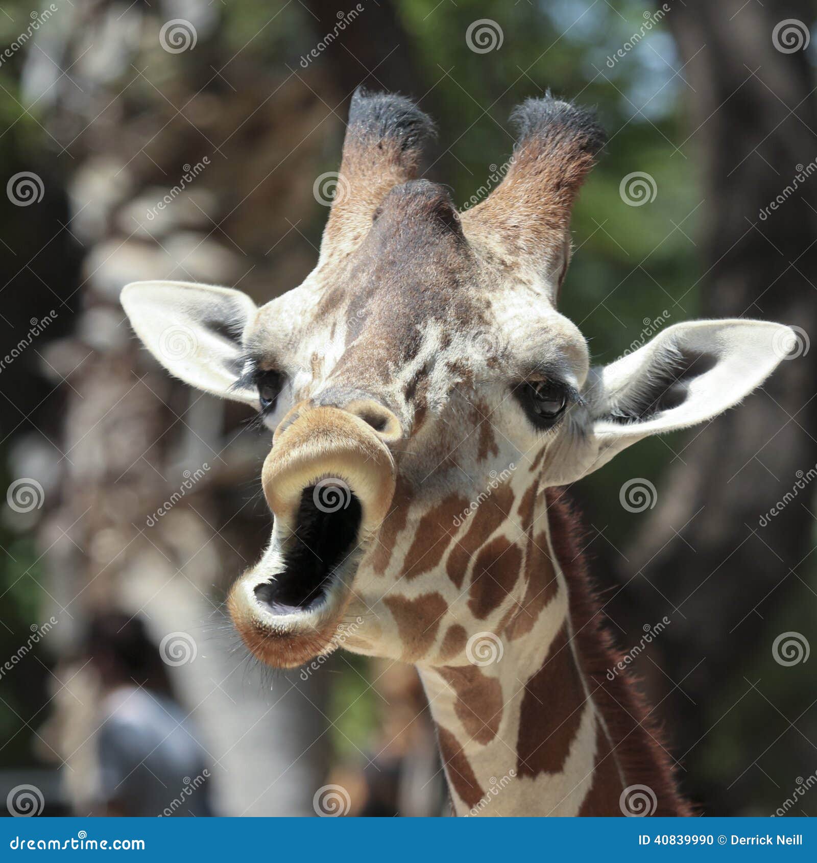 A Giraffe Looks Like it S Singing Stock Photo - Image of mouths, africa ...
