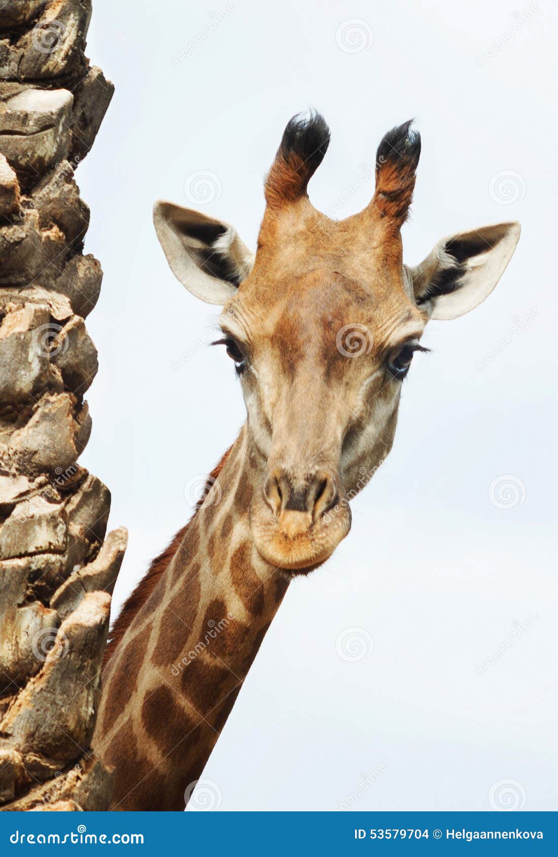 Giraffe stock photo. Image of palm, giraffe, looks, horns - 53579704