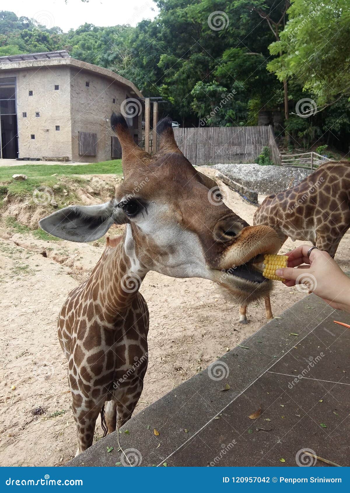 Giraffe love corn stock photo. Image of eating, funny - 120957042