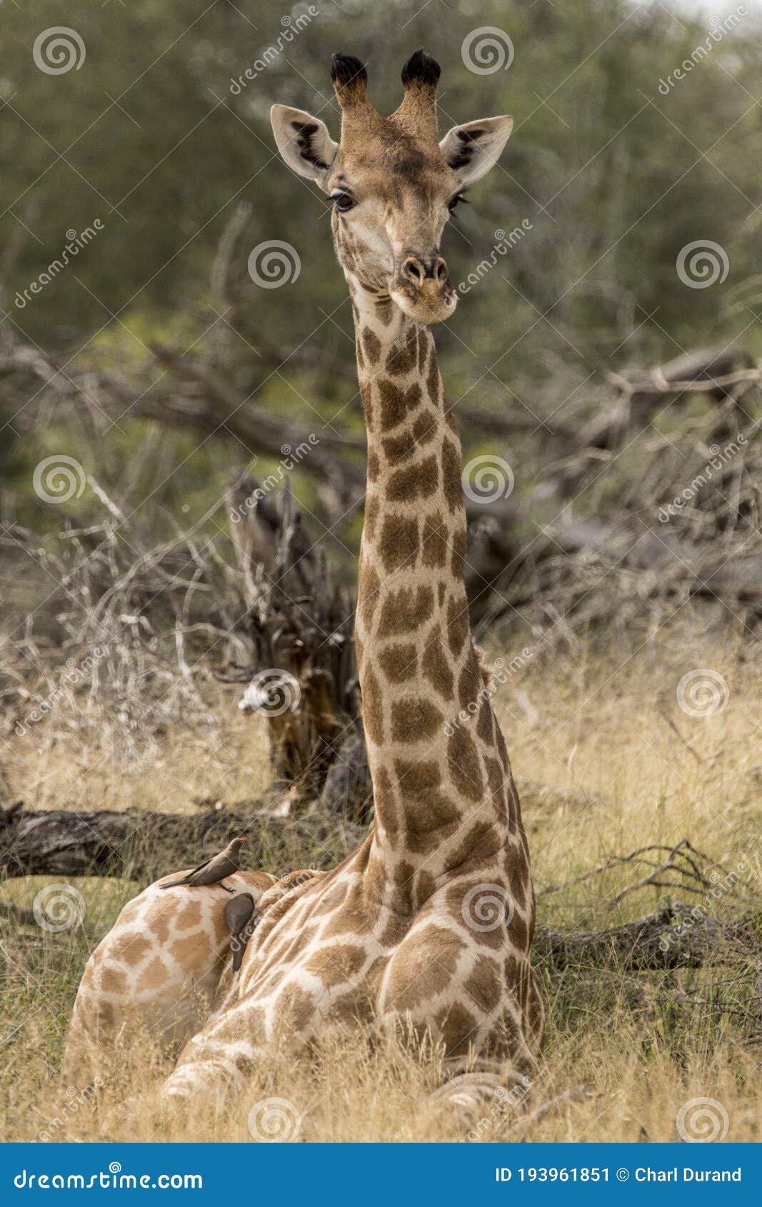 Giraffe lying down stock image. Image of conservation - 193961851