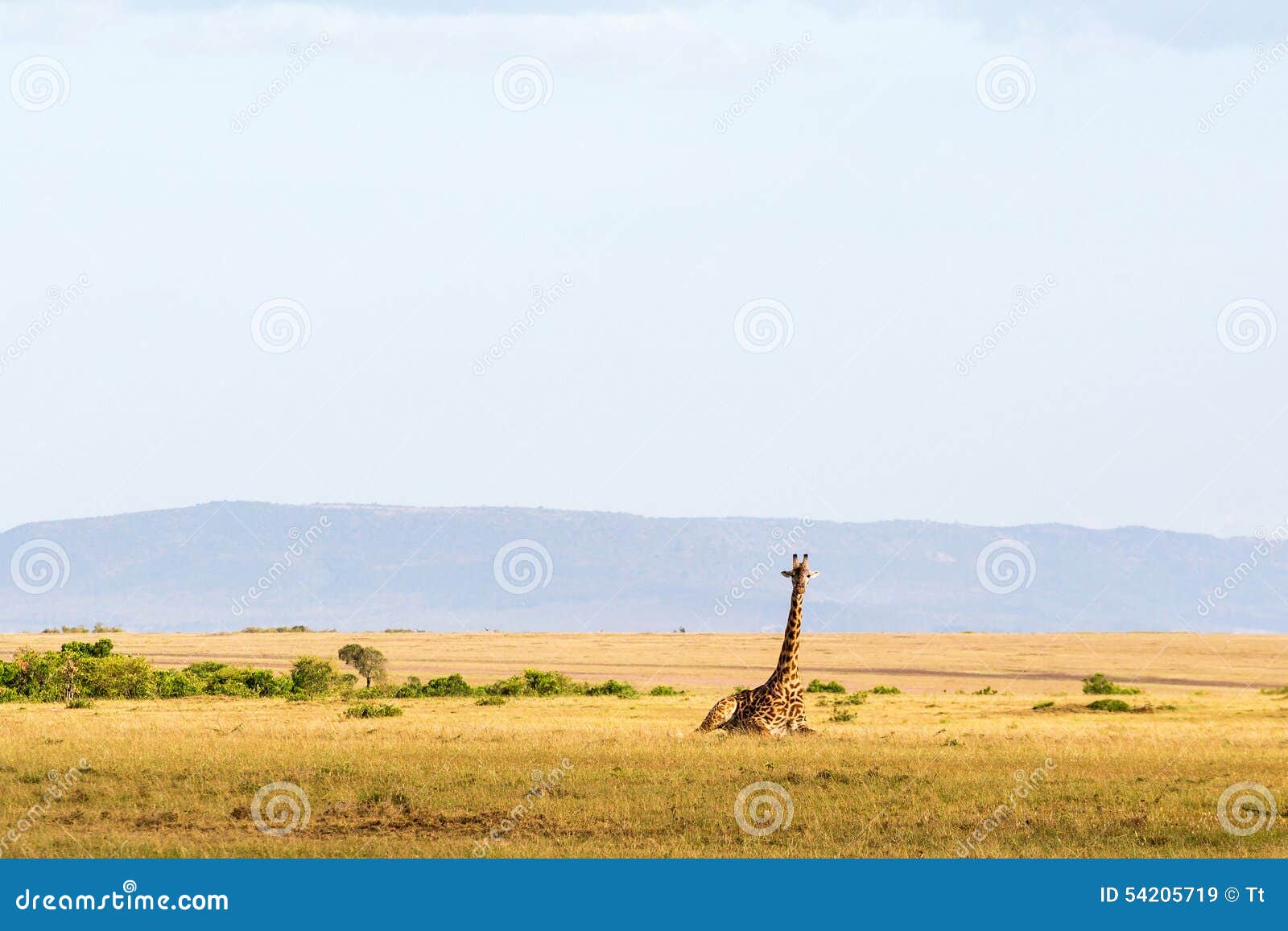 Giraffe Lying Down in the Landscape Stock Image - Image of savanna ...