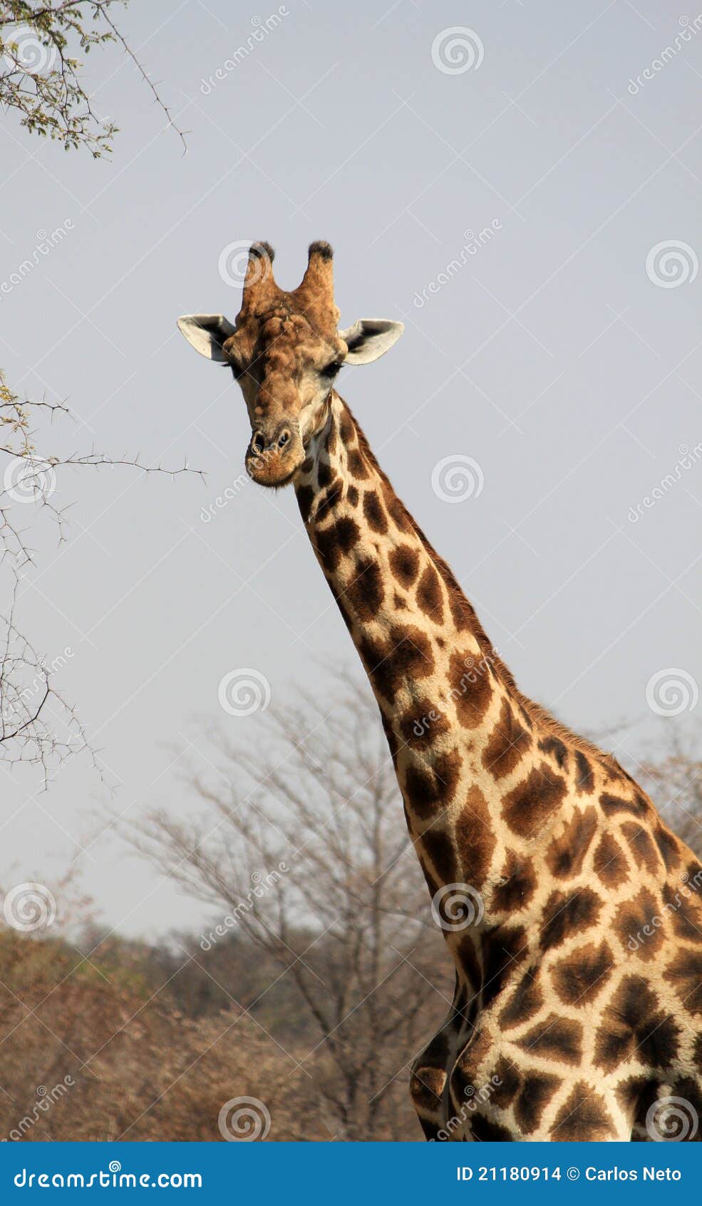 Giraffe in Mahango Game Park Stock Photo - Image of natural, namibia ...