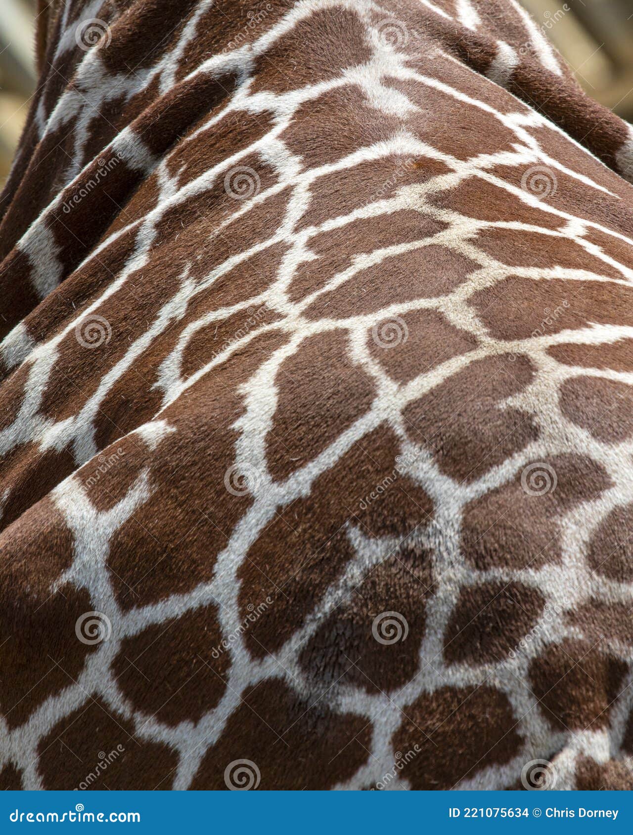 Giraffe Markings stock photo. Image of europe, giraffa - 221075634