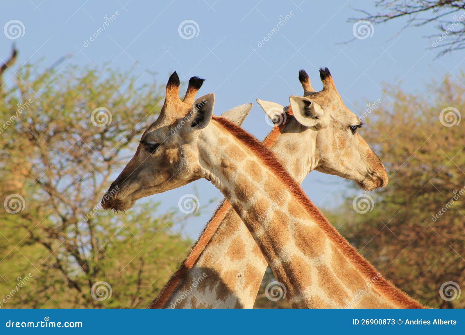 Giraffe - X Marks the spot stock image. Image of live - 26900873