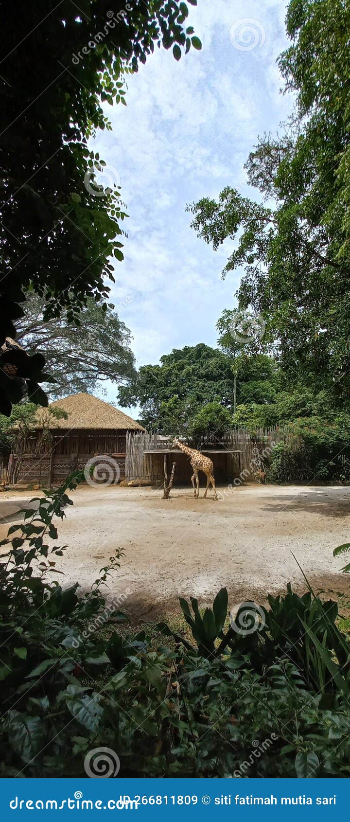 Giraffe in the Middle of the Zoo Stock Image - Image of tree, jungle ...
