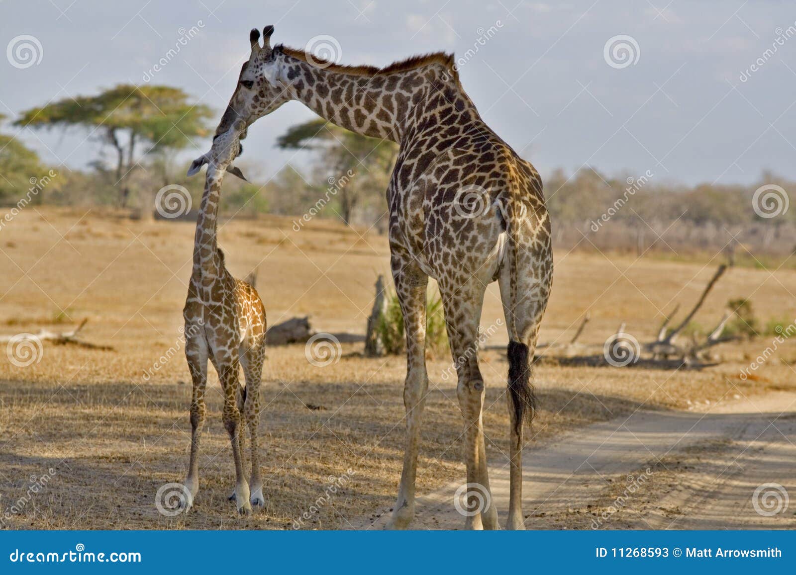 Giraffe mit Kind stockbild. Bild von schätzchen, wildnis - 11268593