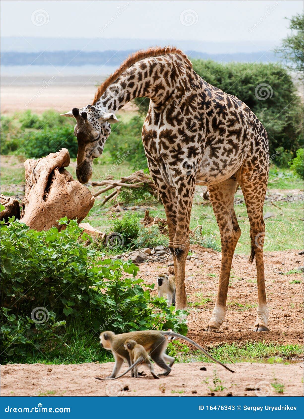 Giraffe and monkeys. stock image. Image of giraffa, horns - 16476343