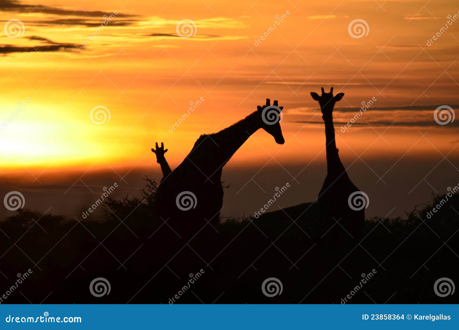 Giraffe at morning pasture stock photo. Image of pasture - 23858364