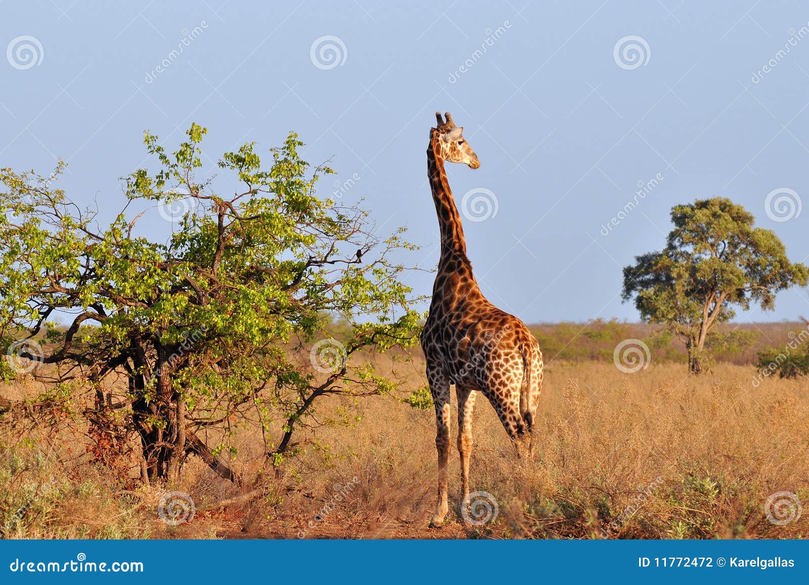 Giraffe in Morning Sunshine Stock Photo - Image of look, south: 11772472