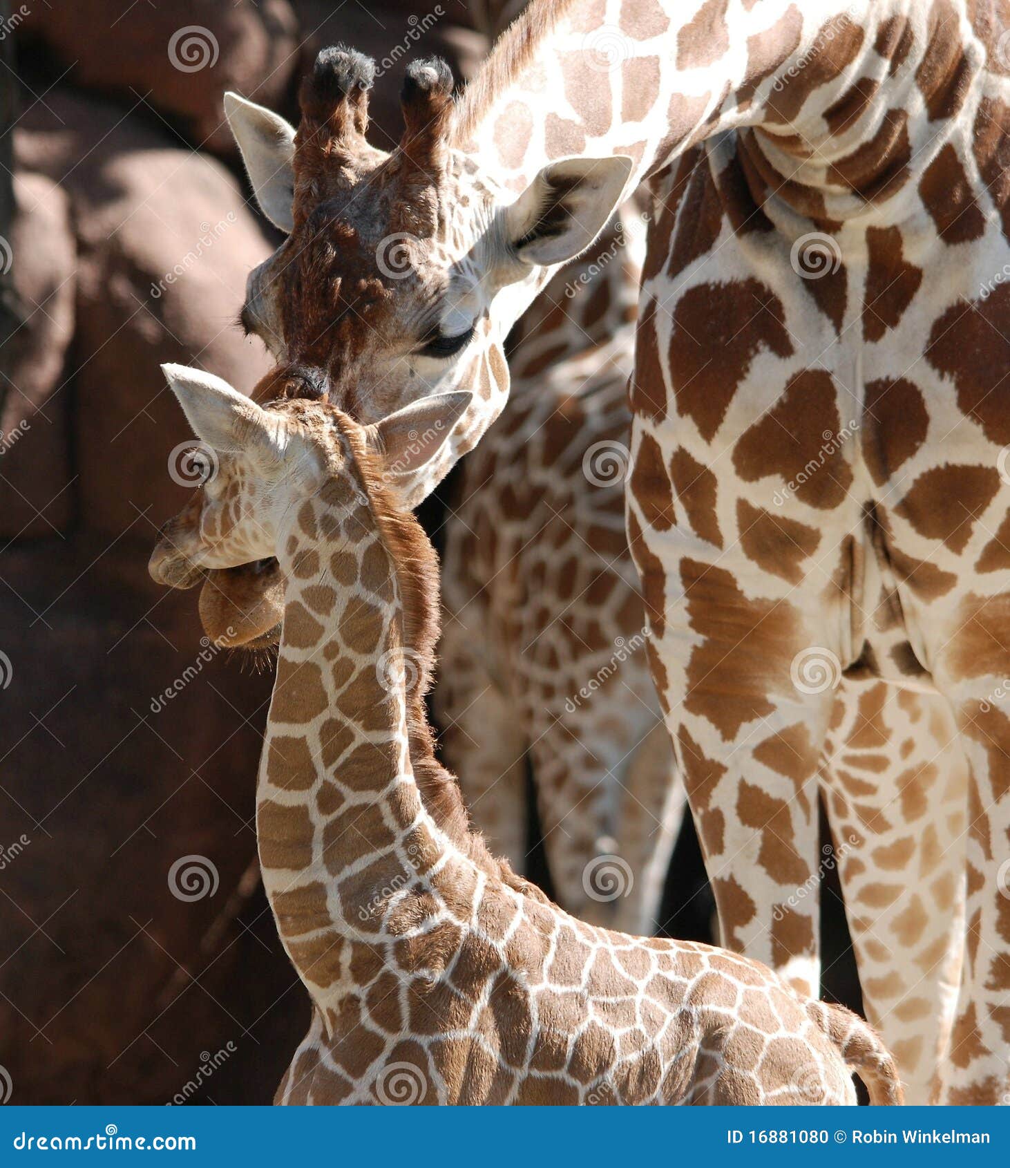 Giraffe mother and baby stock photo. Image of tender - 16881080