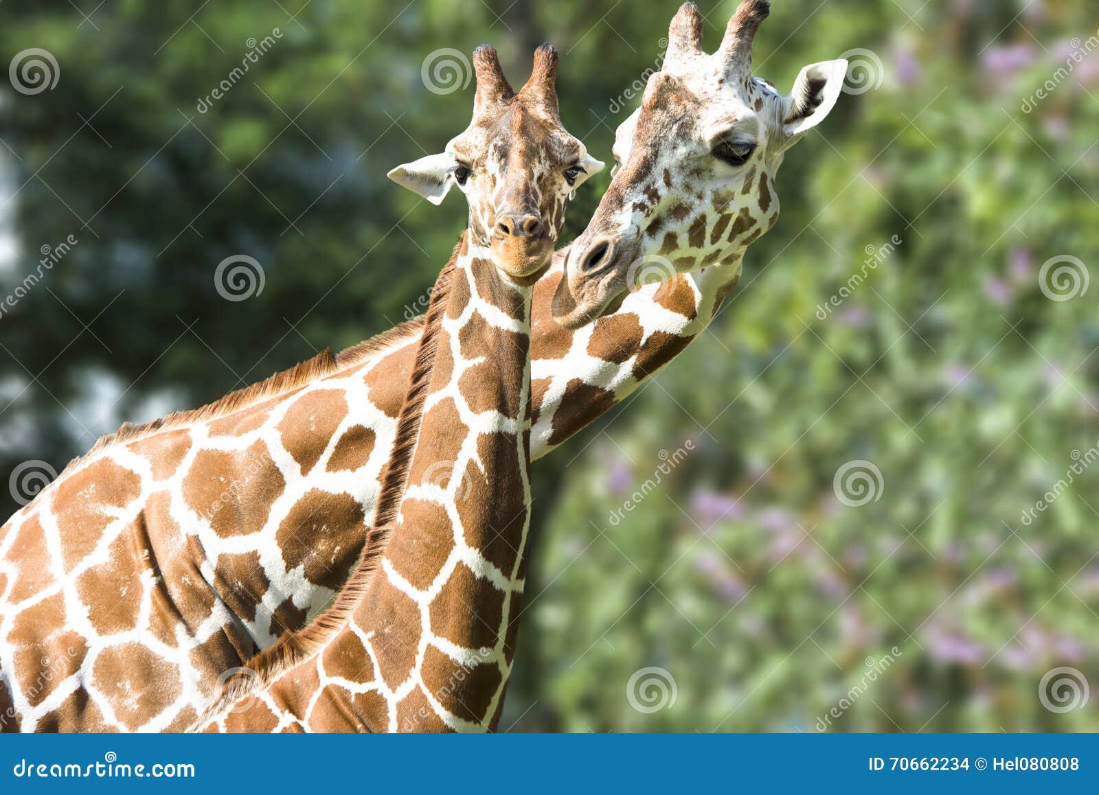 Giraffe Mother and Baby, Giraffe Mother Looking To Cute Calf Stock ...