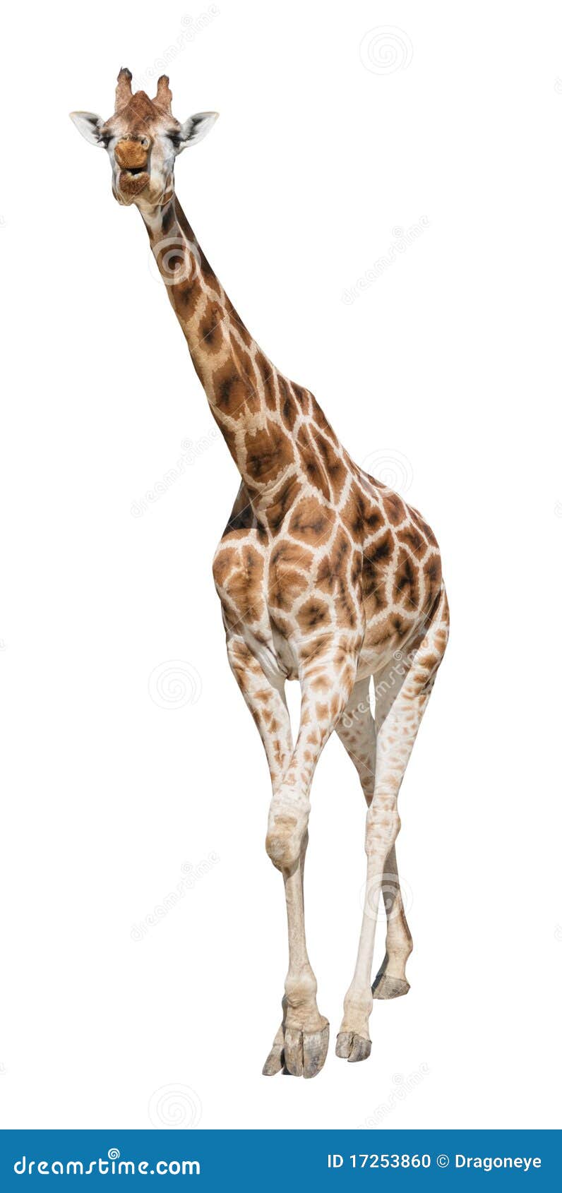 Giraffe Move Forward Approaching Front View Stock Photo - Image of ...