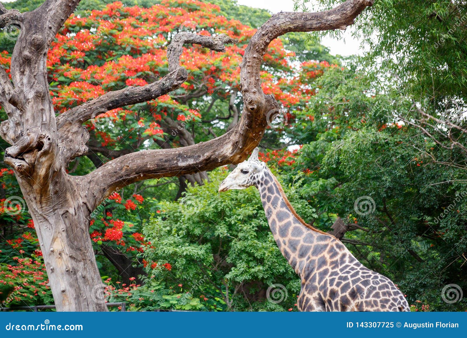 Giraffe at Mysore Zoo stock image. Image of india, national - 143307725