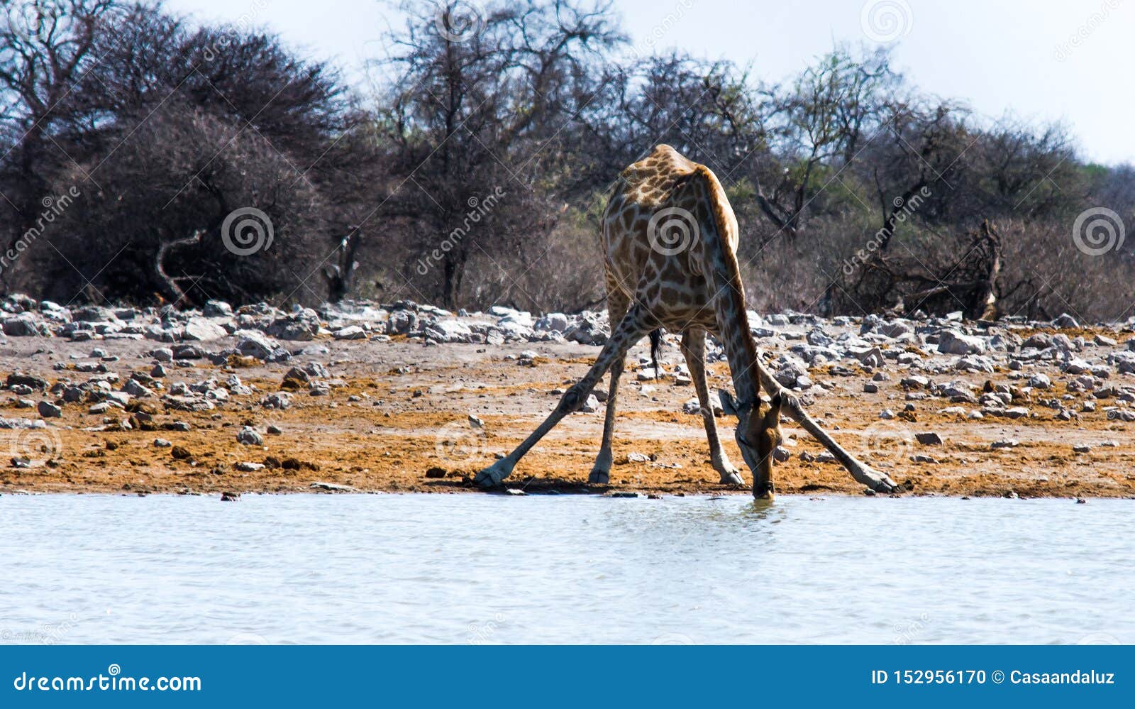 Giraffe in Namibia Drinking from a Pool Stock Photo - Image of national ...