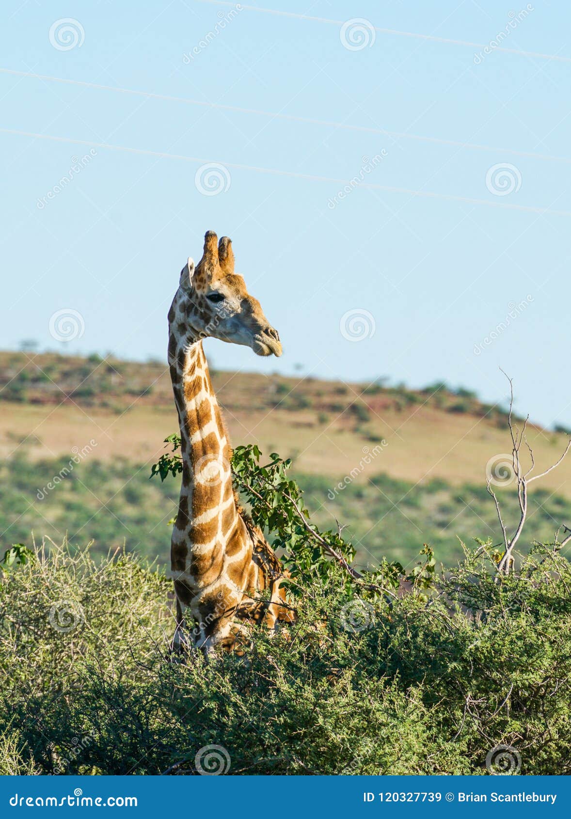 Giraffe Head Above Trees Stock Photos - Free & Royalty-Free Stock ...