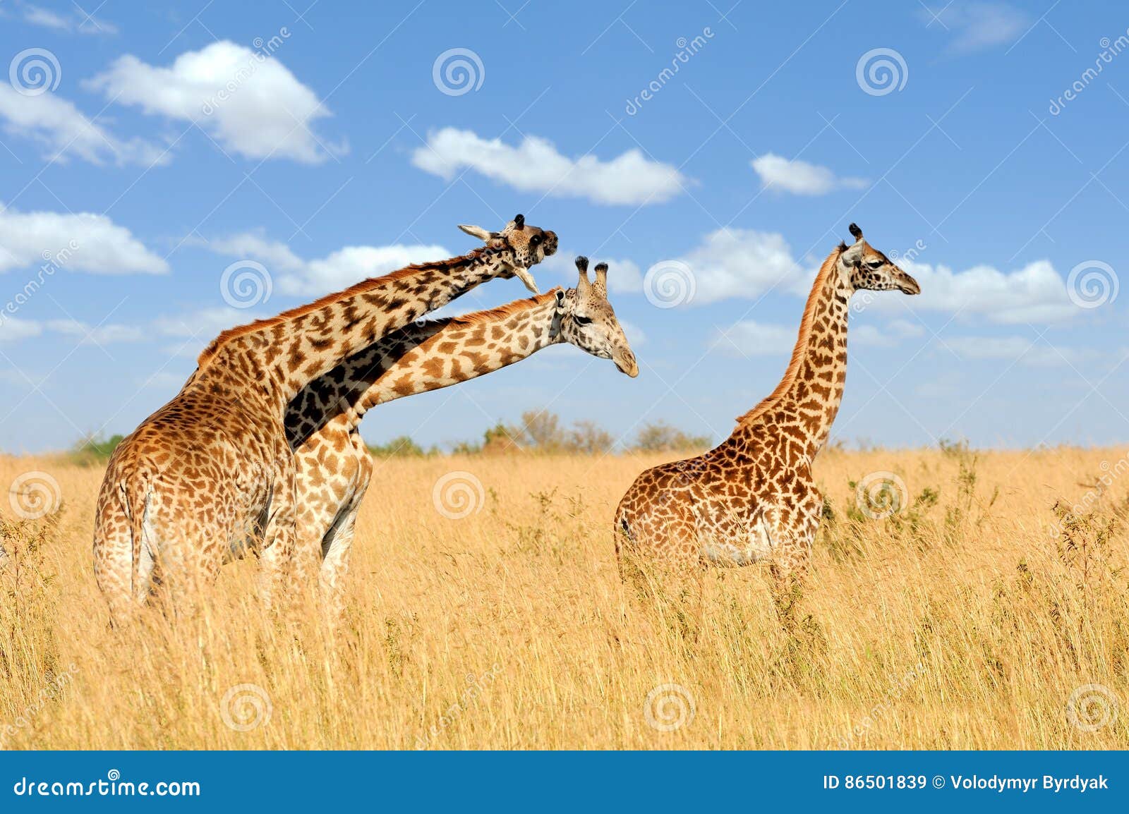 Close Up Vie Of Sad Giraffe Crying In A Spanish Zoo Stock Photography ...