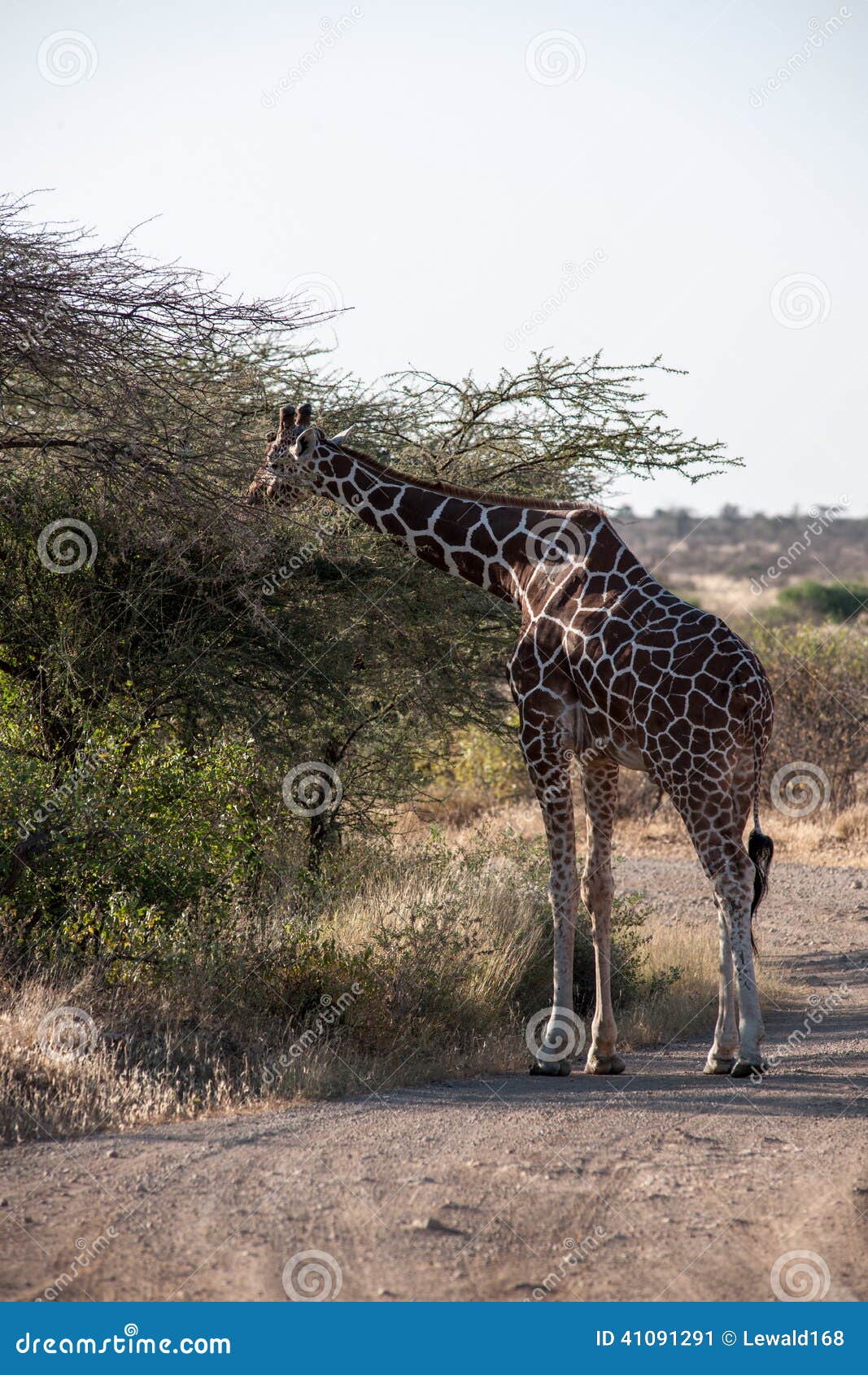 Giraffe stock image. Image of hooves, africa, holiday - 41091291