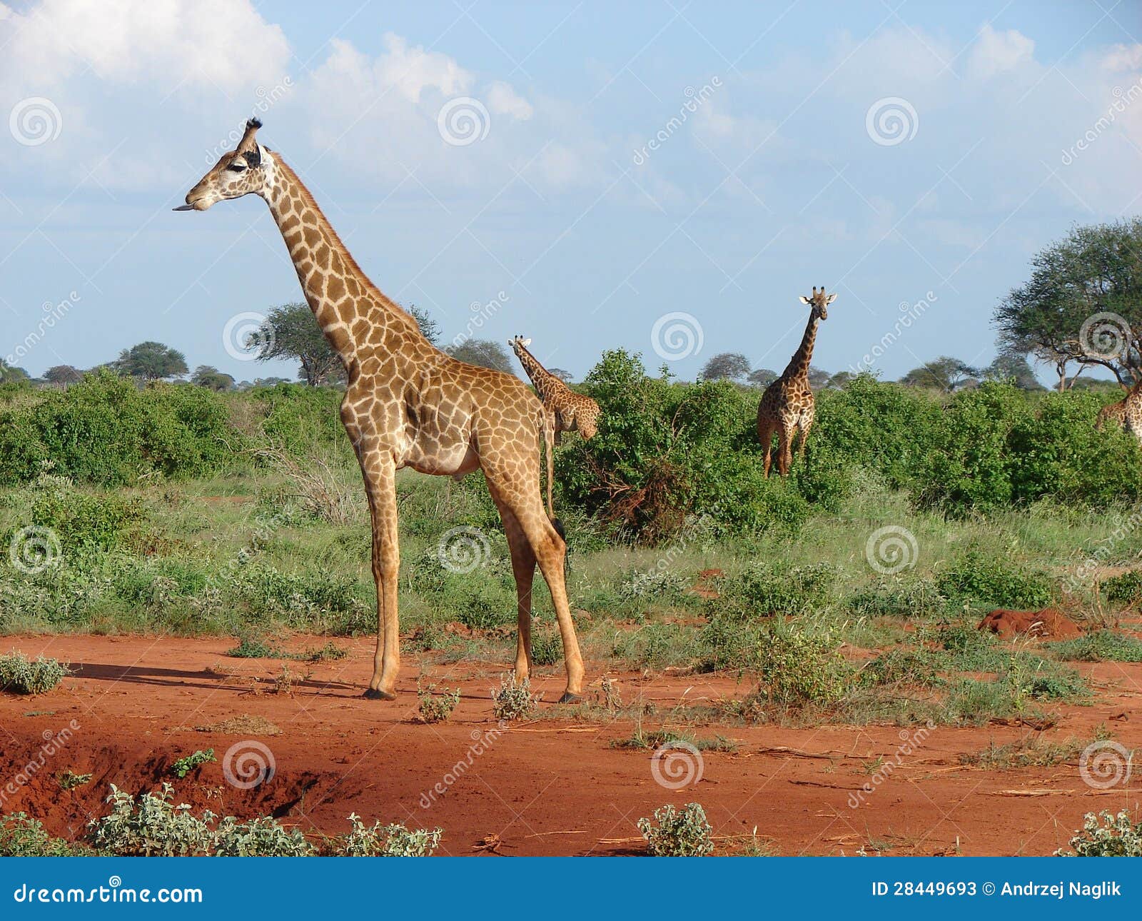Giraffe - National Park Tsavo East in Kenya. Middle of the Spring Stock ...