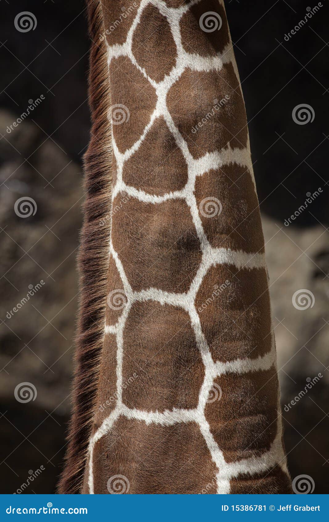 Giraffe Neck stock image. Image of long, ungulate, mammal - 15386781