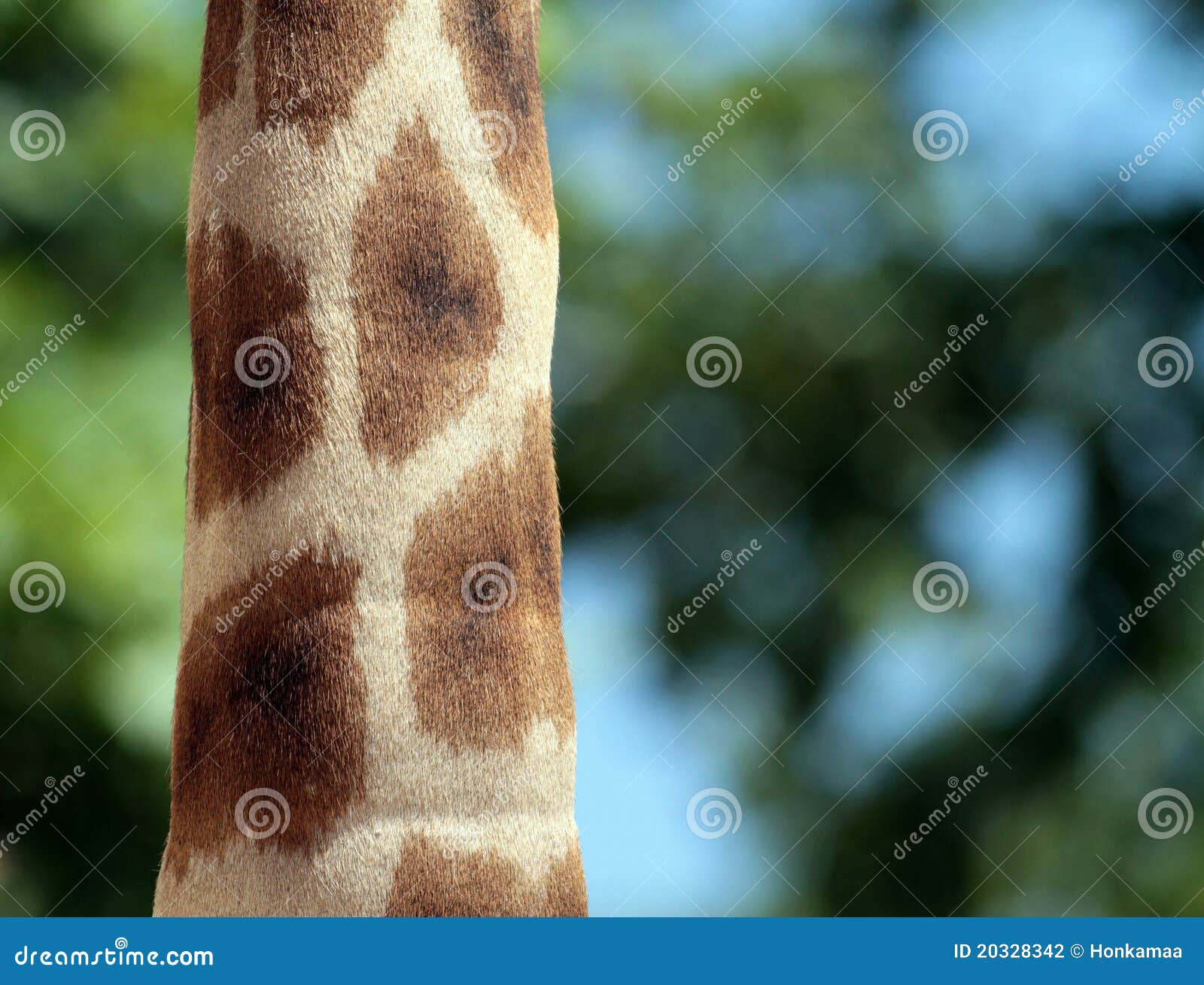 Giraffe neck stock photo. Image of background, close - 20328342