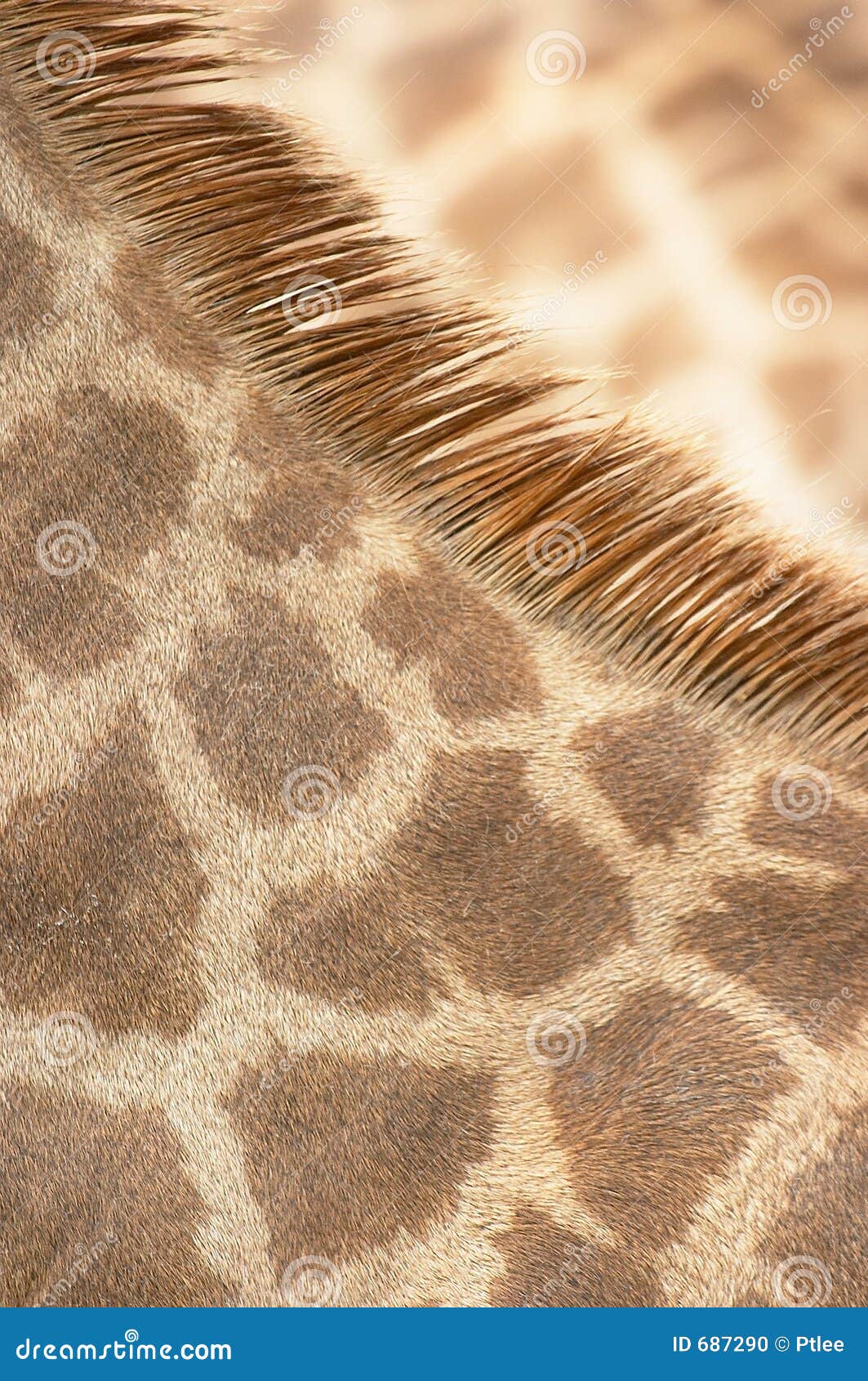 Giraffe Neck Coat stock photo. Image of mottle, natural - 687290