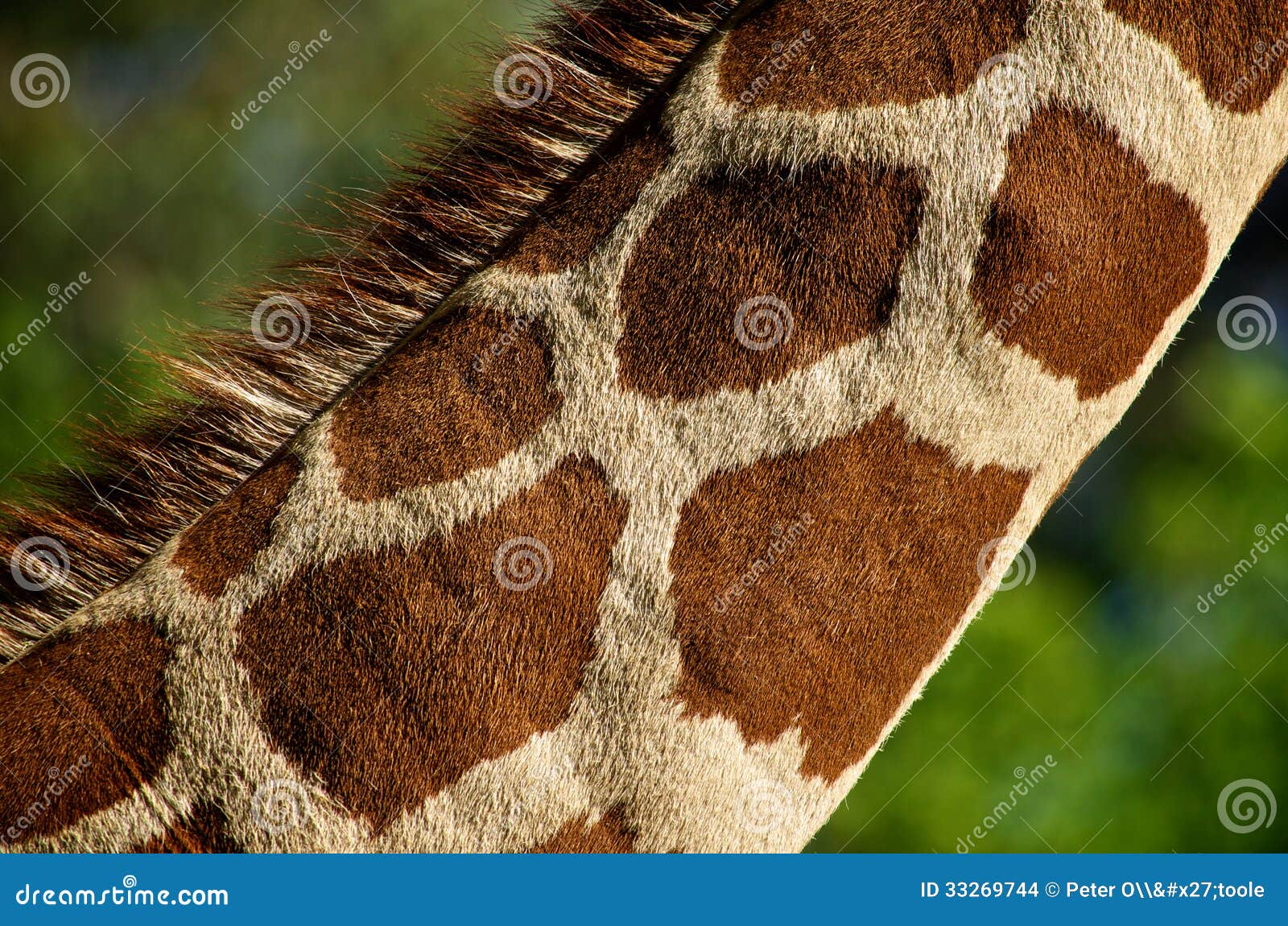 Giraffe Neck stock photo. Image of design, natural, mammal - 33269744