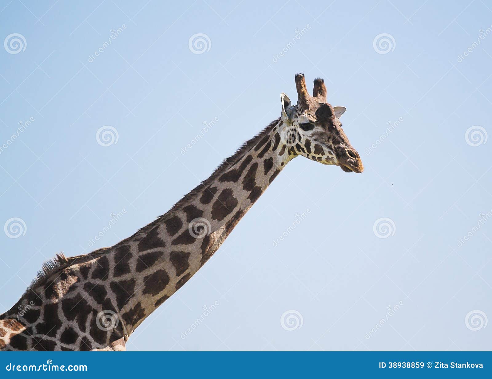 Giraffe neck stock image. Image of giraffes, tallest - 38938859
