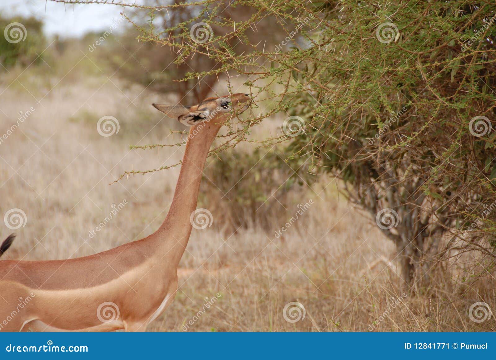 Giraffe-necked Antelope stock image. Image of feed, vacation - 12841771