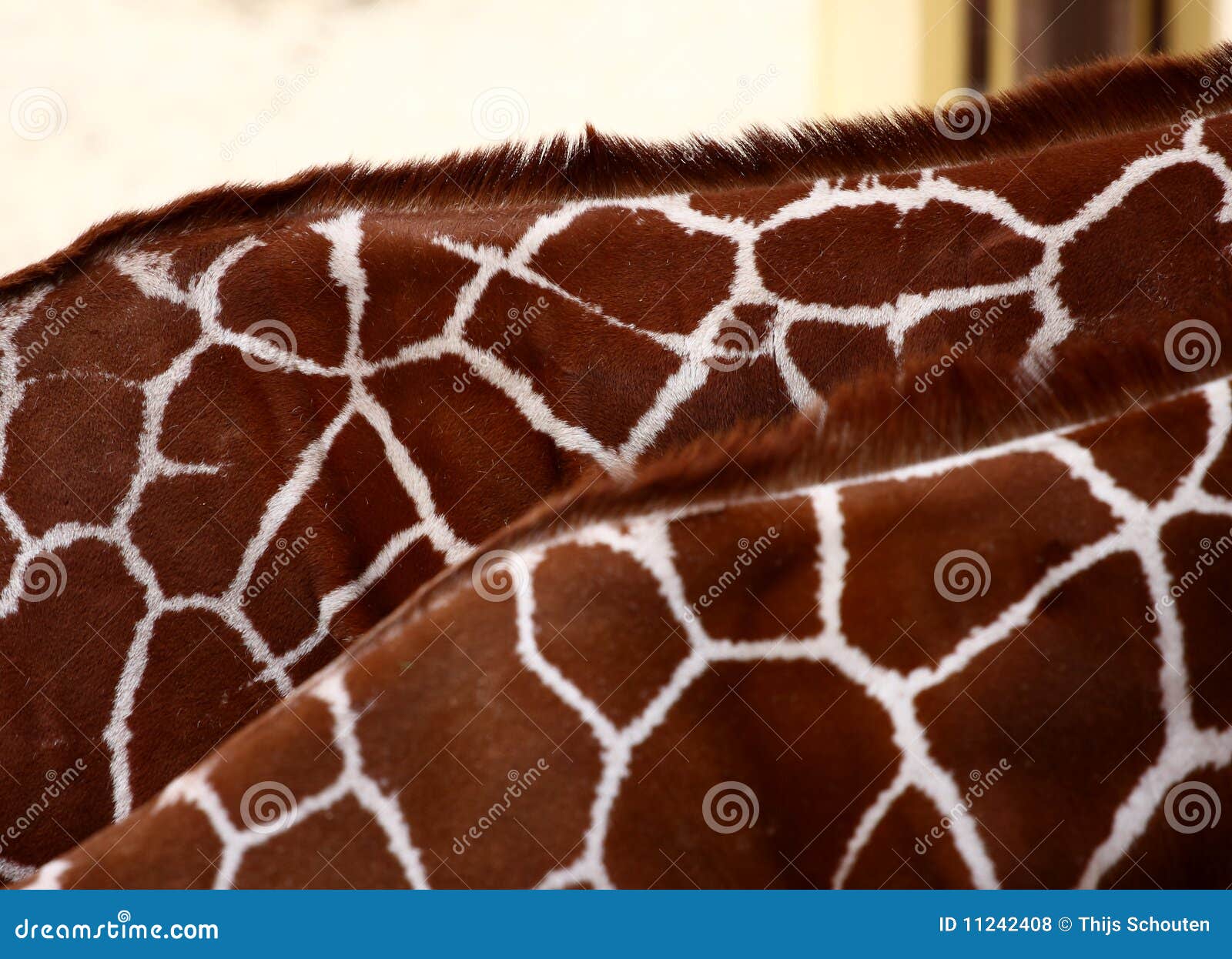 Giraffe necks stock photo. Image of south, neck, giraffa - 11242408