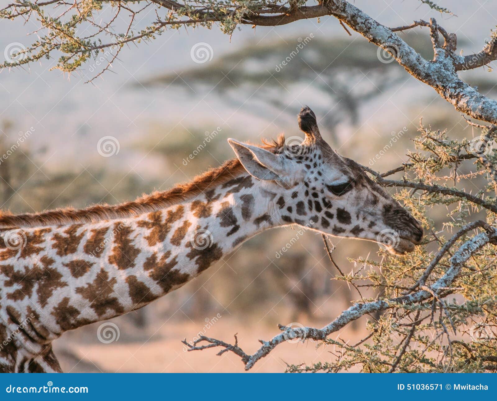 Giraffe Nibble stock image. Image of wildlife, tree, tanzania - 51036571