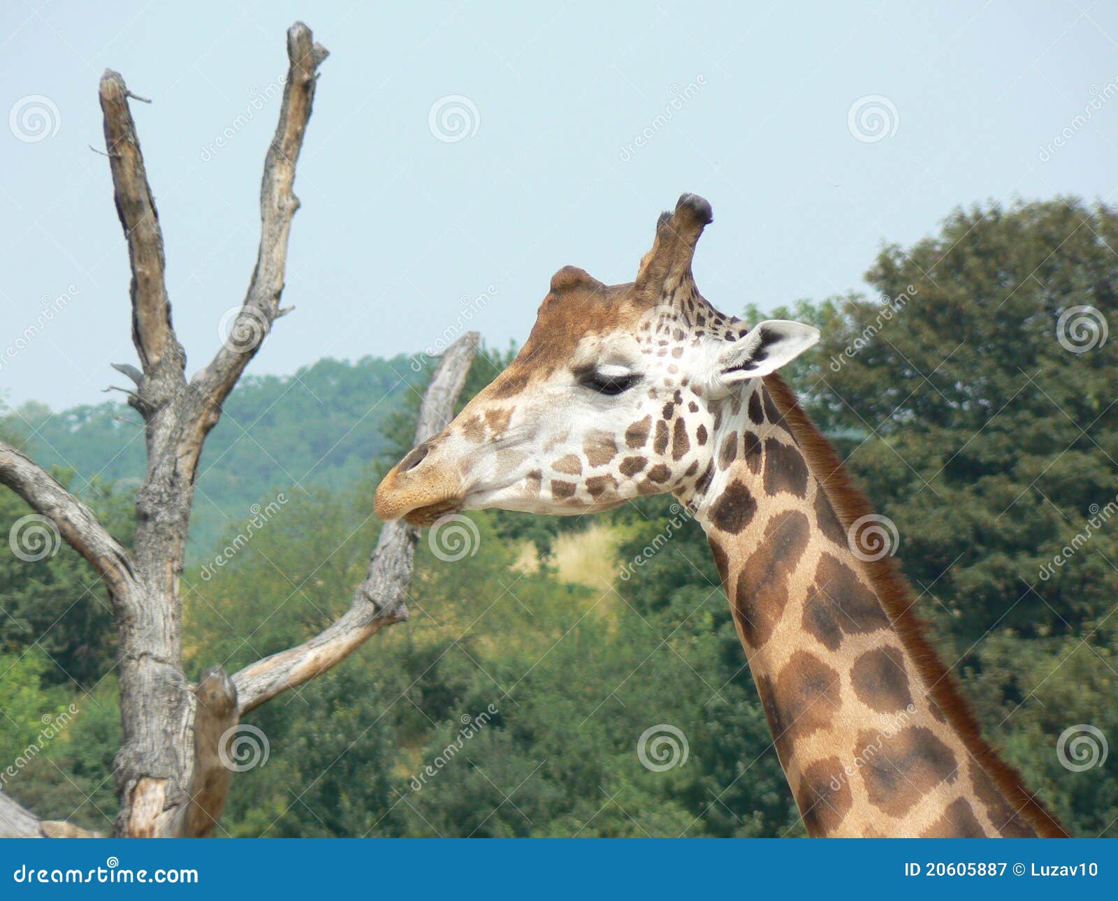 Giraffe stock image. Image of neck, savanna, long, high - 20605887