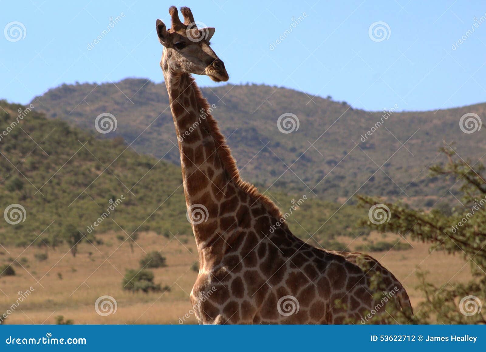 Giraffe in open plains stock photo. Image of giraffe - 53622712