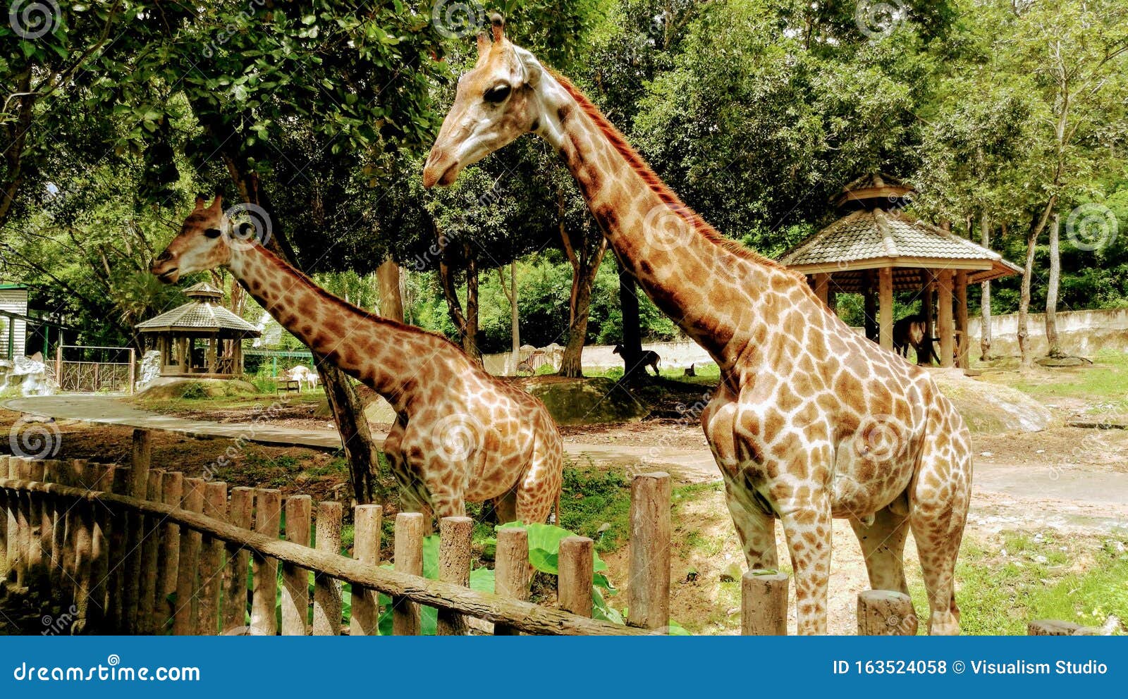 A Giraffe with Orange Pattern is Looking at the Fence Stock Photo ...