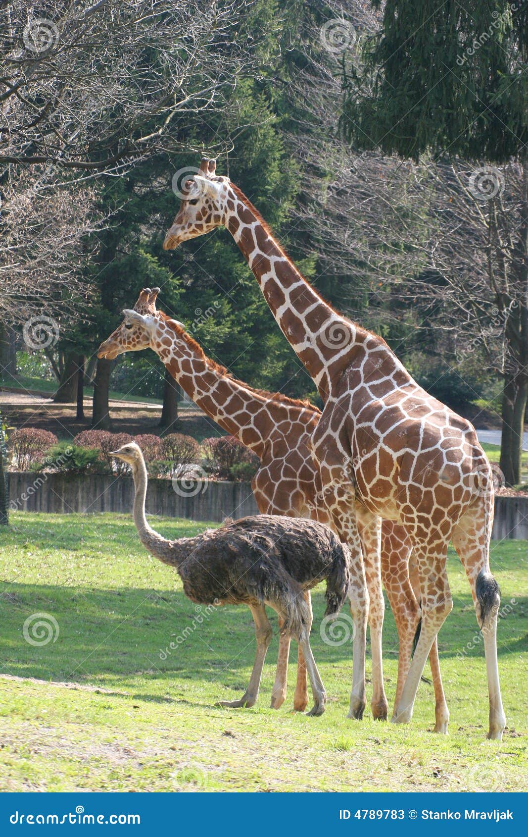 Giraffe and ostrich stock image. Image of wild, africa - 4789783