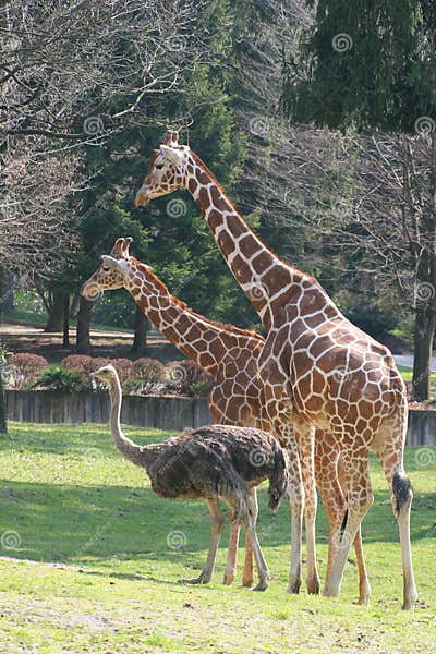 Giraffe and ostrich stock image. Image of wild, africa - 4789783