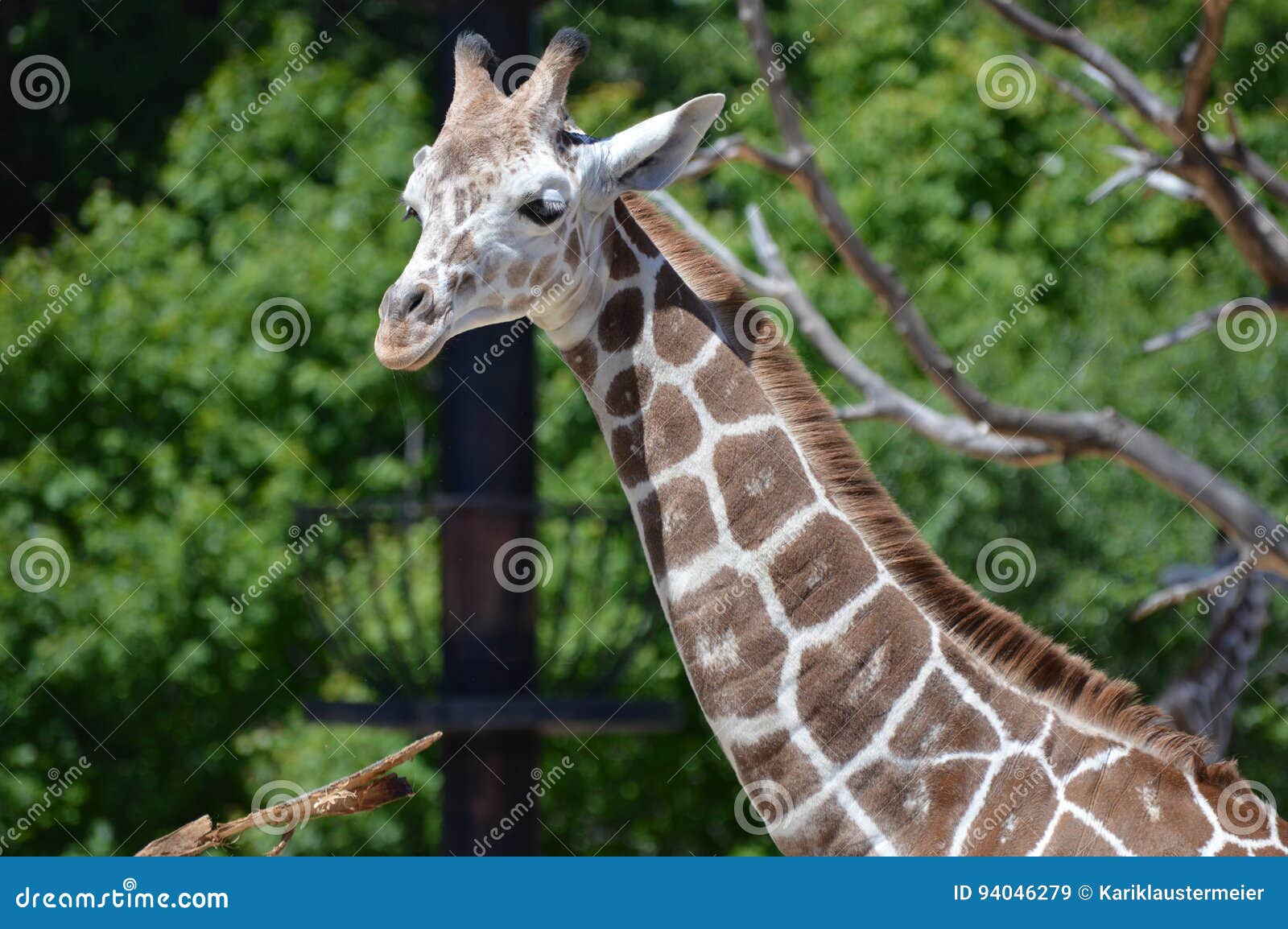 Giraffe stock image. Image of explore, balance, adventure - 94046279