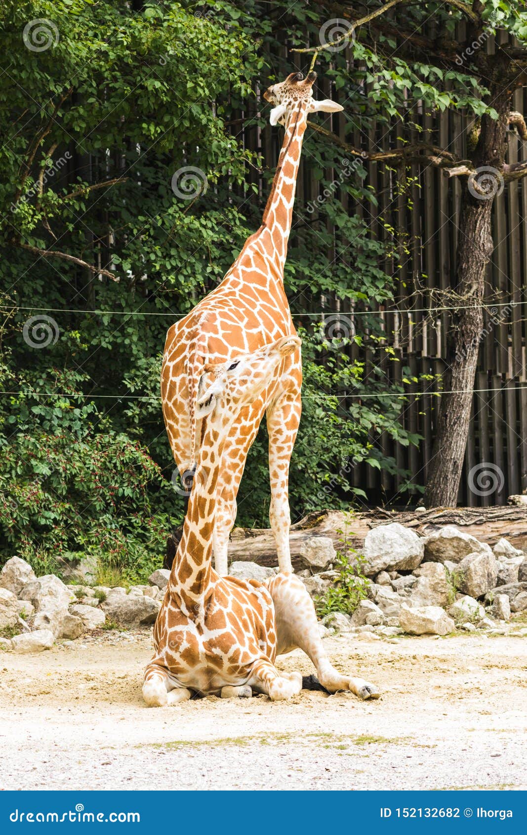 A Giraffe in the Outdoors during Summer Stock Photo - Image of portrait ...