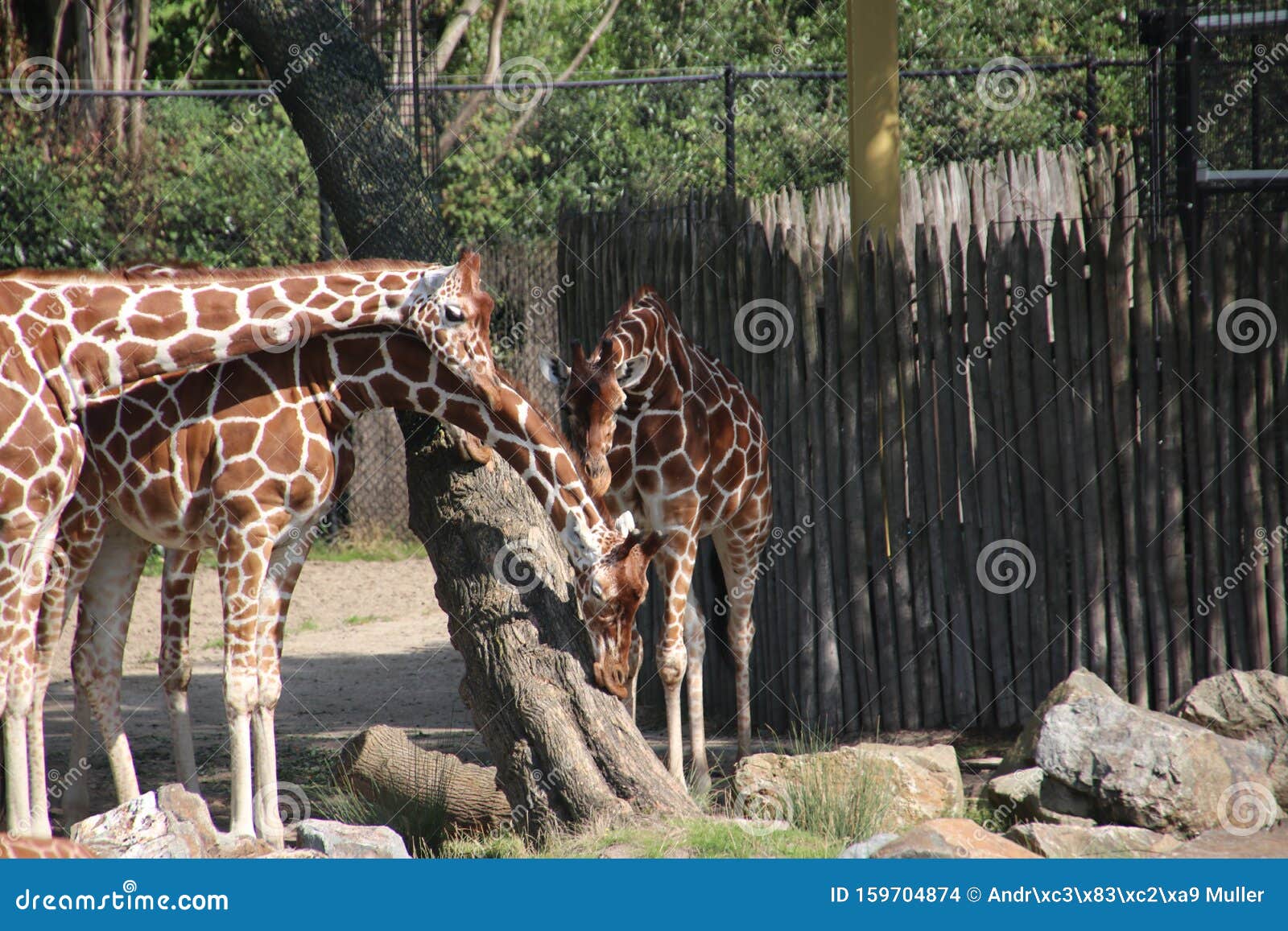 Giraffe in the Outer Cage the Rotterdam Blijdorp Zoo in the Netherlands ...
