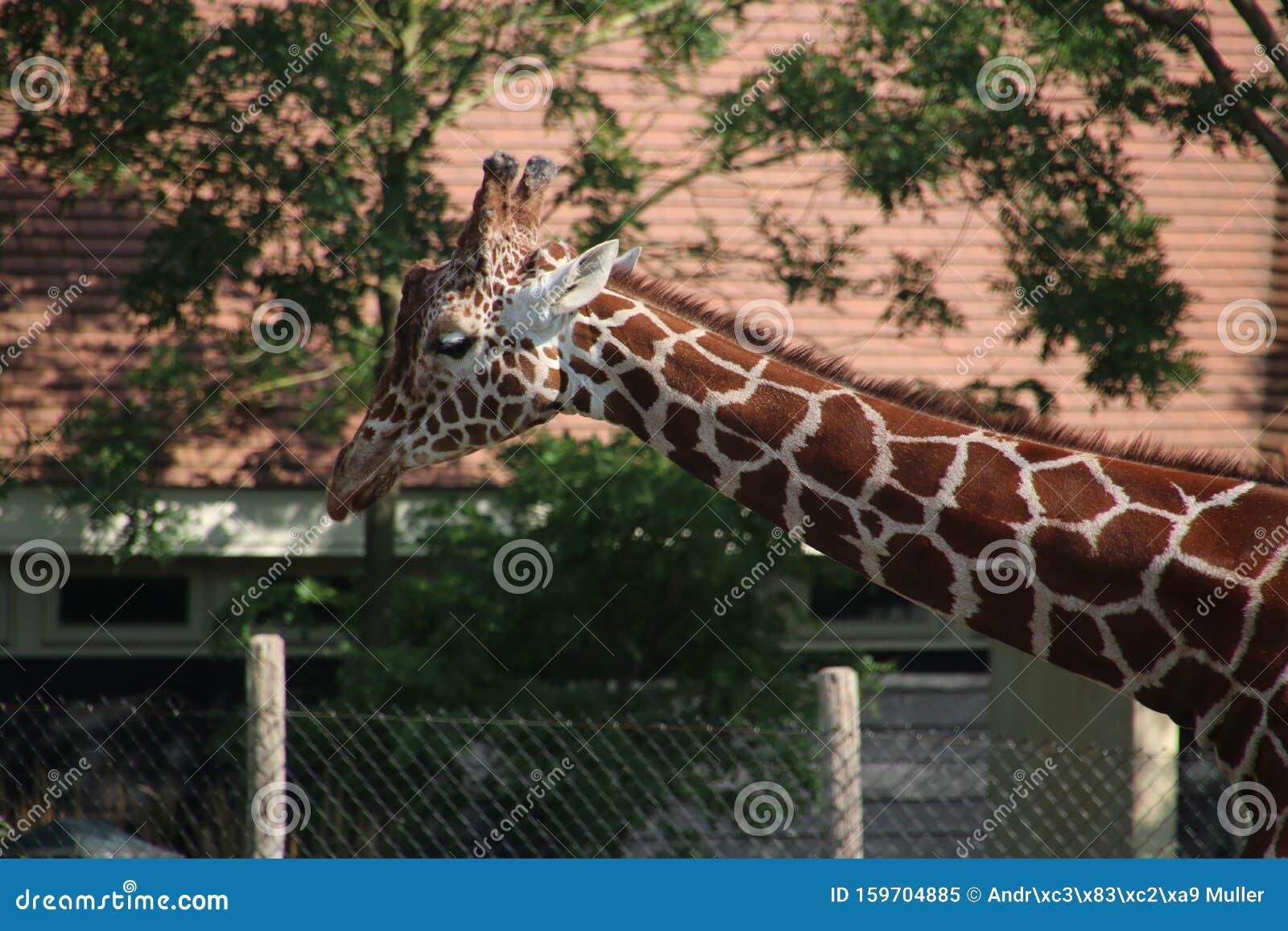 Giraffe in the Outer Cage the Rotterdam Blijdorp Zoo in the Netherlands ...