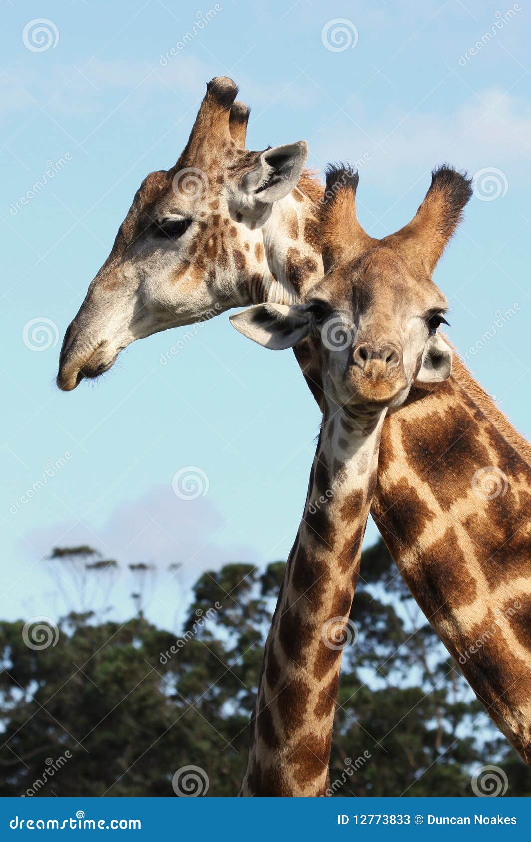 1,211 Giraffe Pair Stock Photos - Free & Royalty-Free Stock Photos from ...