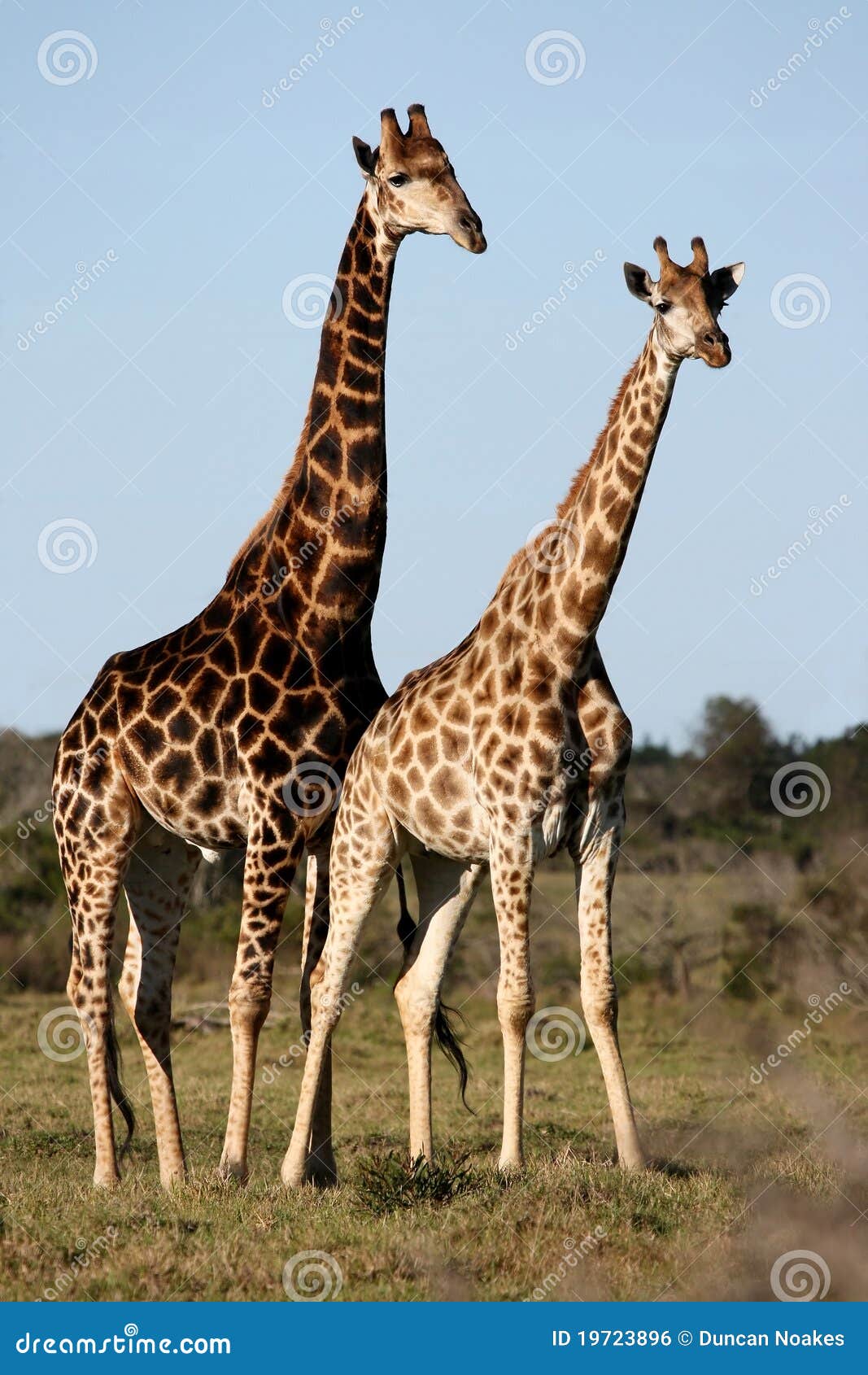 Giraffe Pair stock photo. Image of africa, camelopardalis - 19723896
