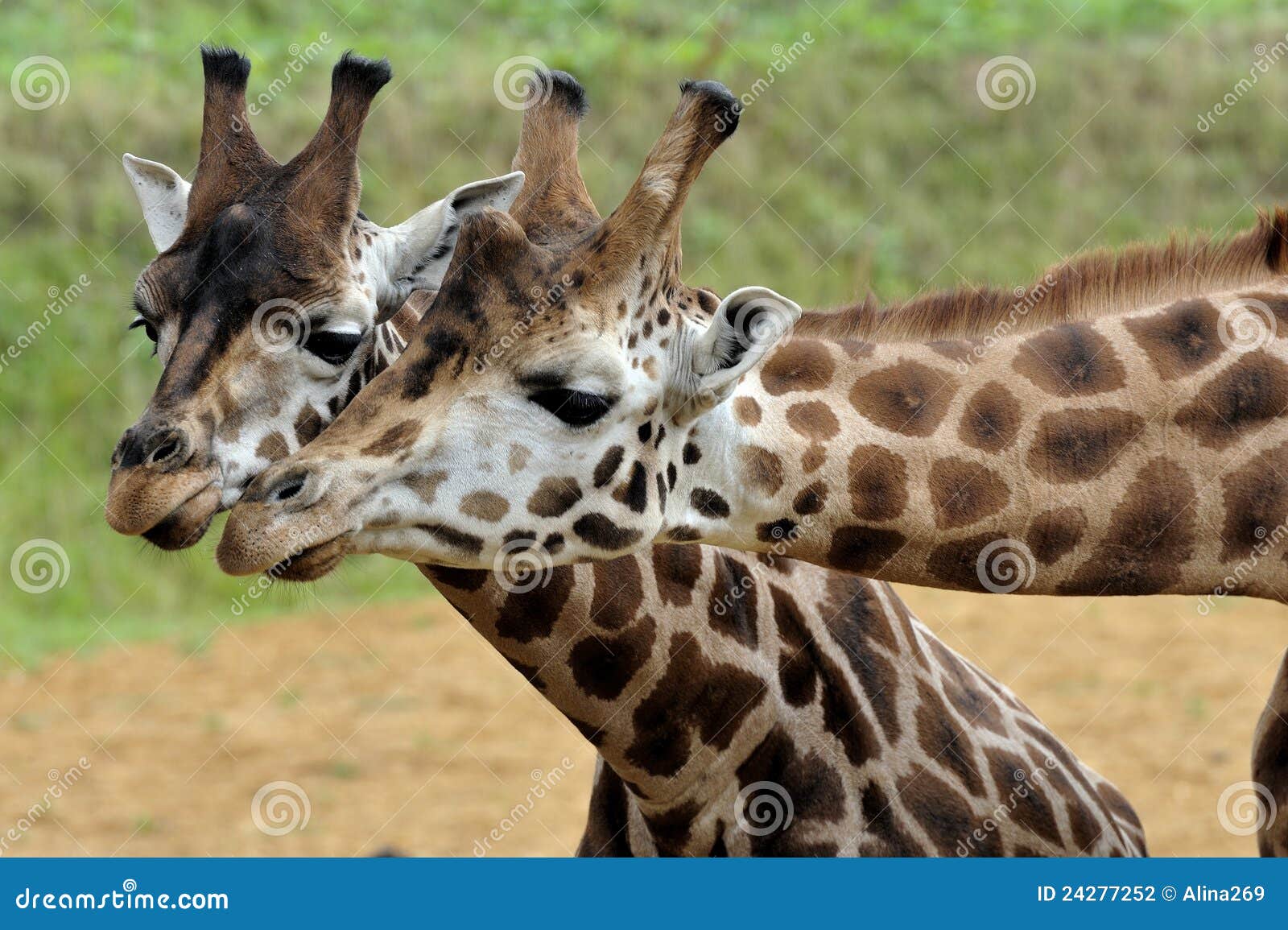 Giraffe Pair stock photo. Image of couple, horns, animal - 24277252