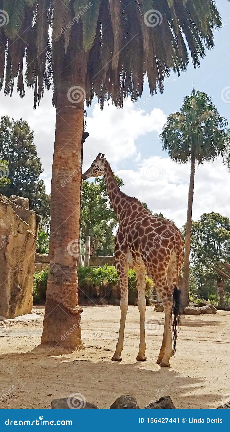 Giraffe and palm tree stock image. Image of tall, palm - 156427441