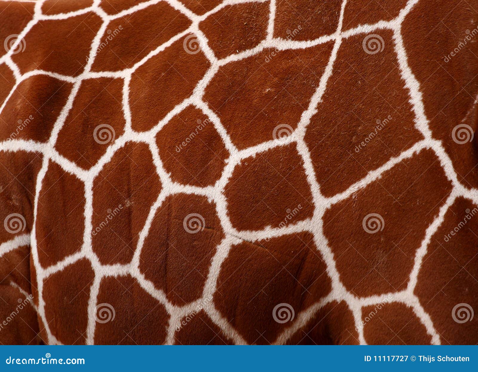 Giraffe pattern stock image. Image of face, mammal, land - 11117727
