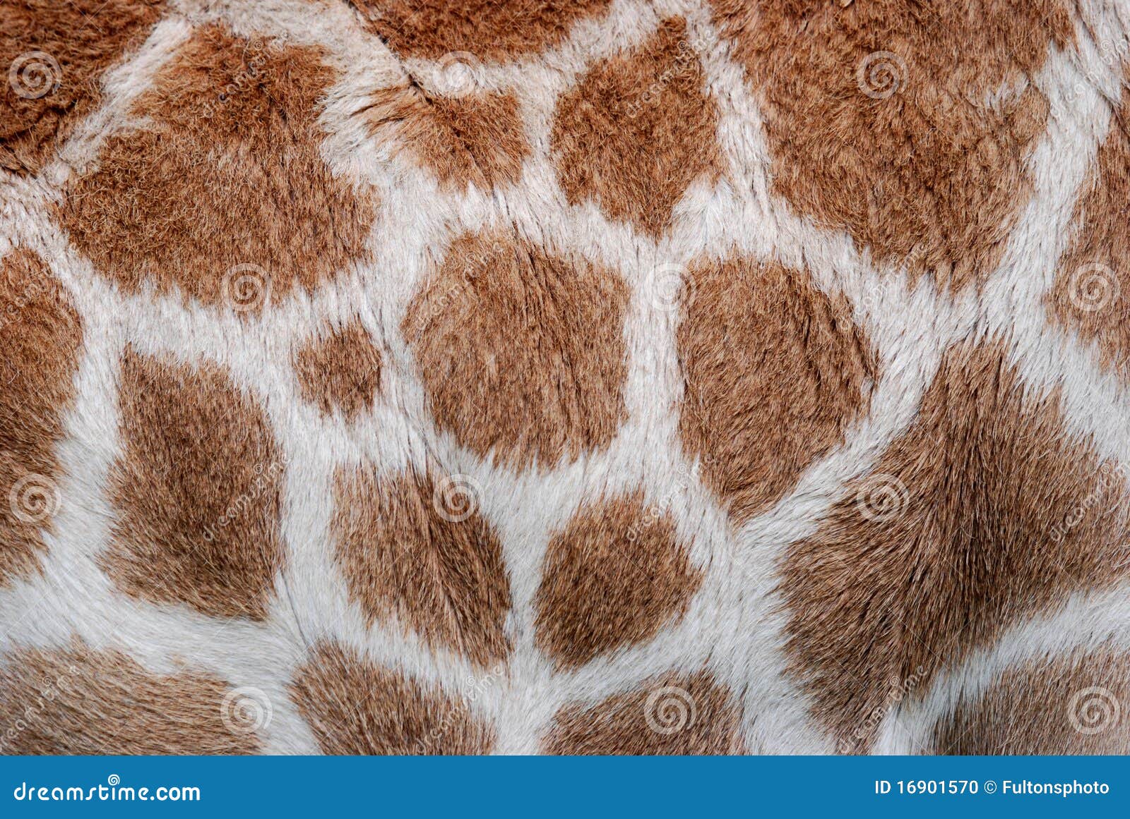 Giraffe Pattern stock photo. Image of background, hide - 16901570