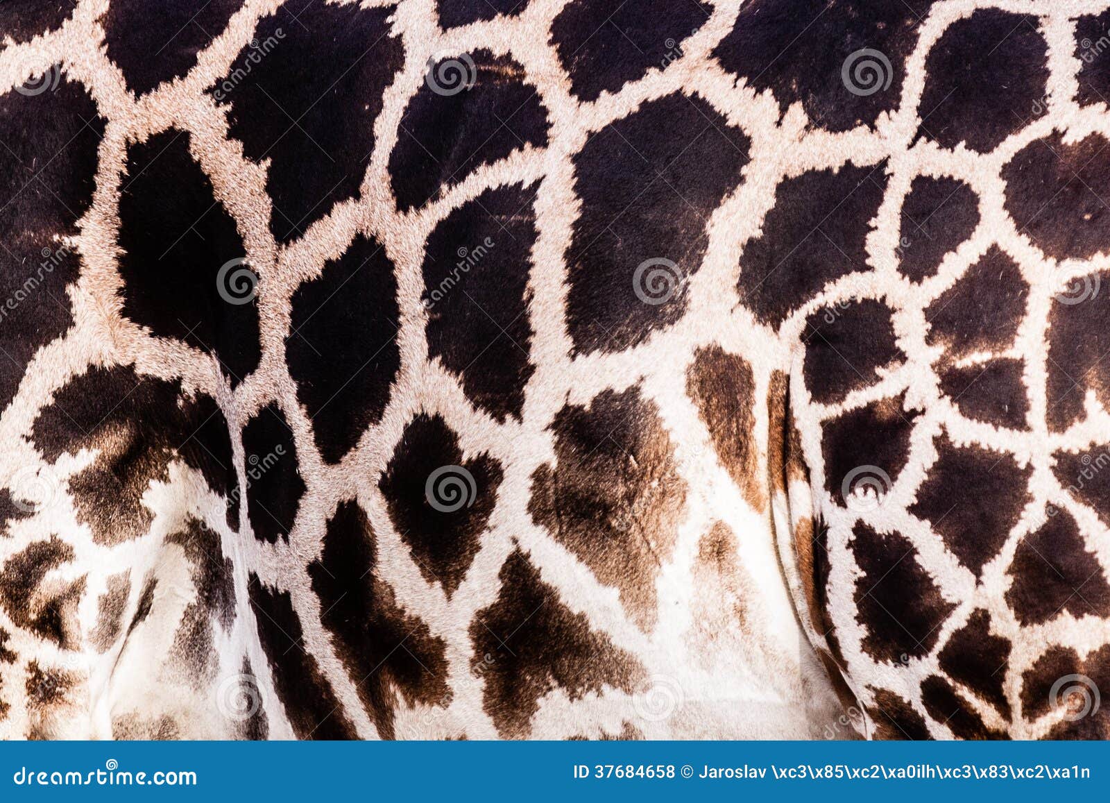 Giraffe Pattern Royalty-Free Stock Photography | CartoonDealer.com #391271