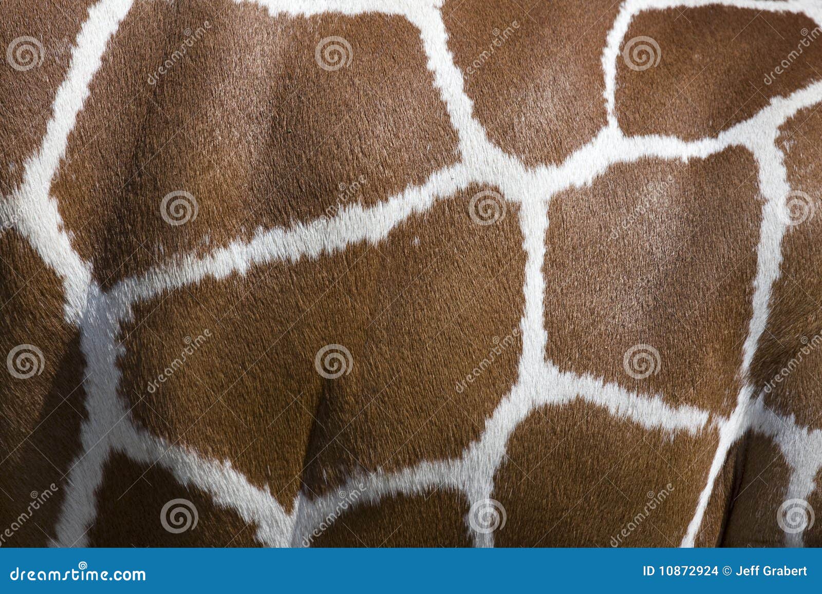 Giraffe Patterns stock photo. Image of wild, mammal, wildlife - 10872924