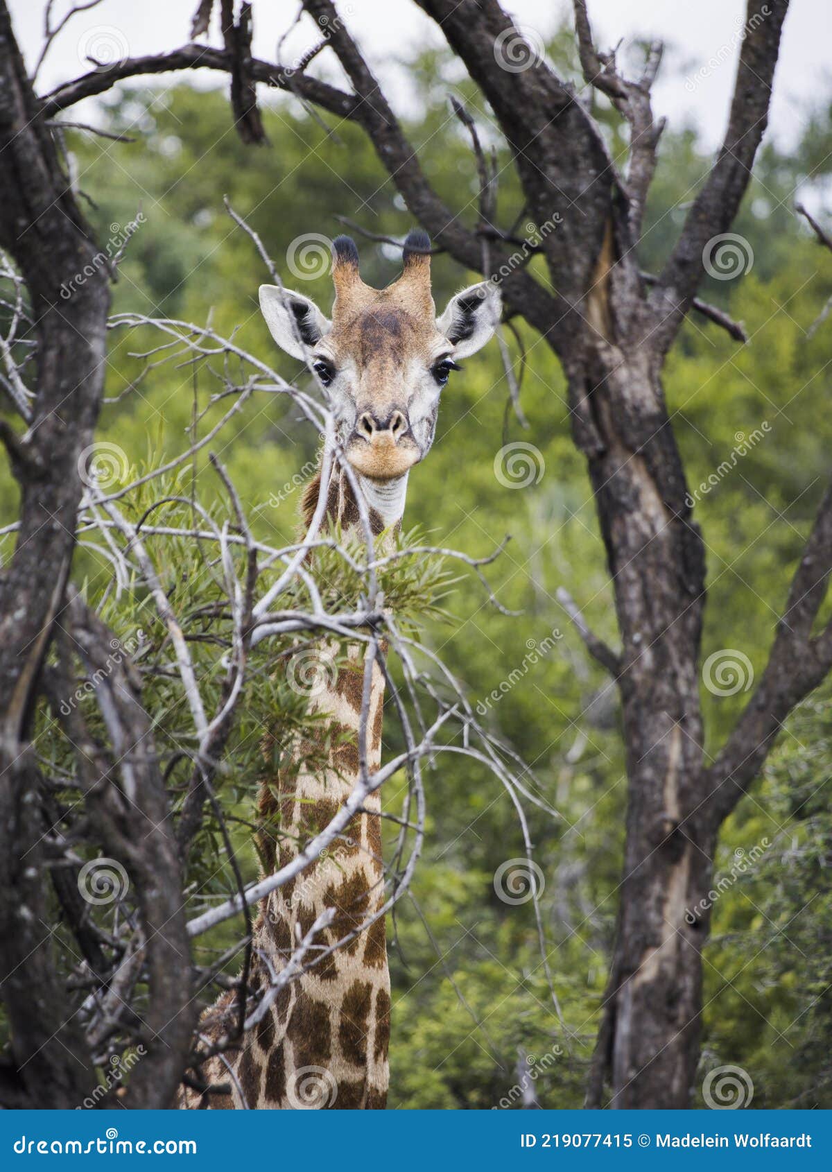 Giraffe Peeking through the Trees Stock Image - Image of long, reserve ...