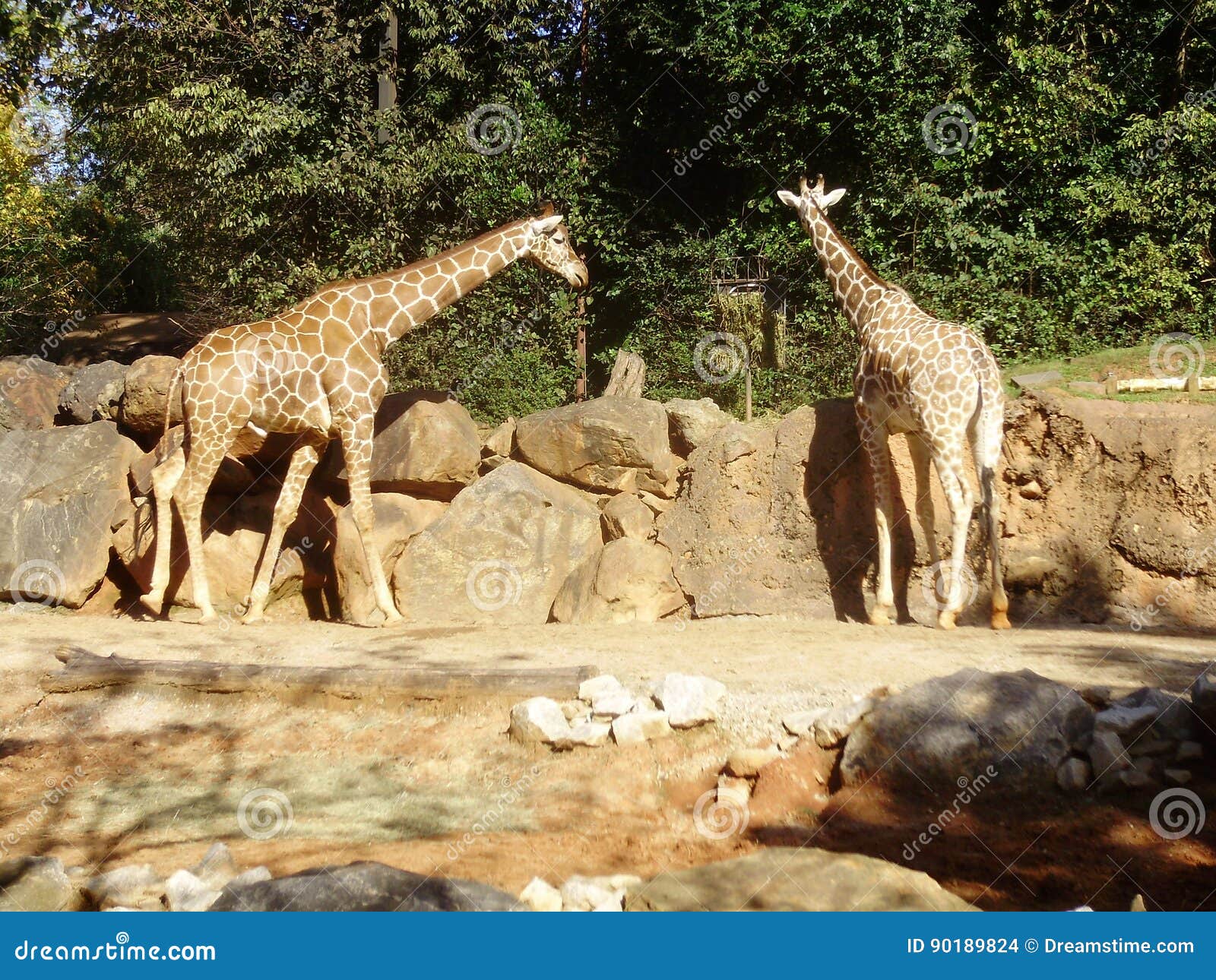 Giraffe editorial stock image. Image of giraffe, rocks - 90189824